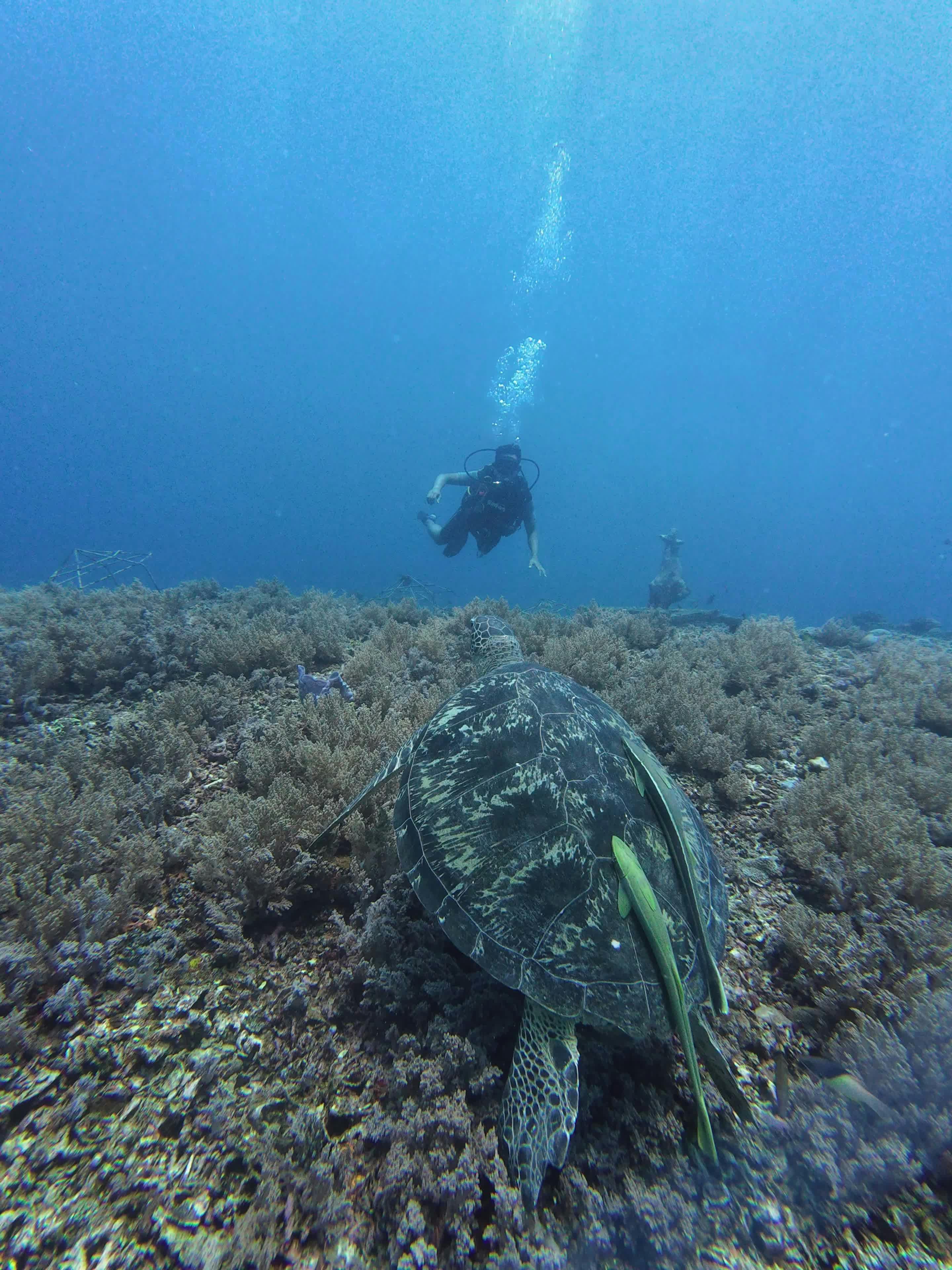 Cesit Ceri Fish Videos, Download The BEST Free 4k Stock Video Footage ...