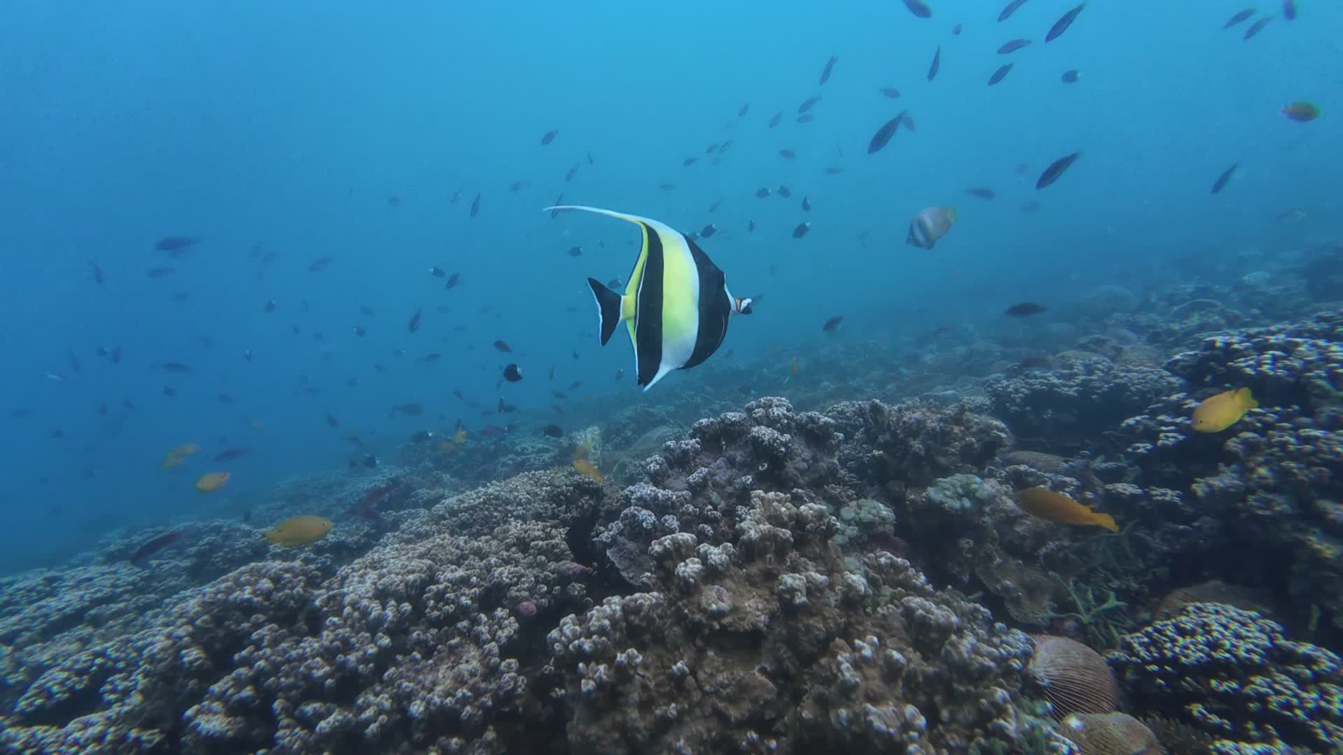 Tropical Fish Gliding Over Coral Reef Free Stock Video Footage, Royalty ...