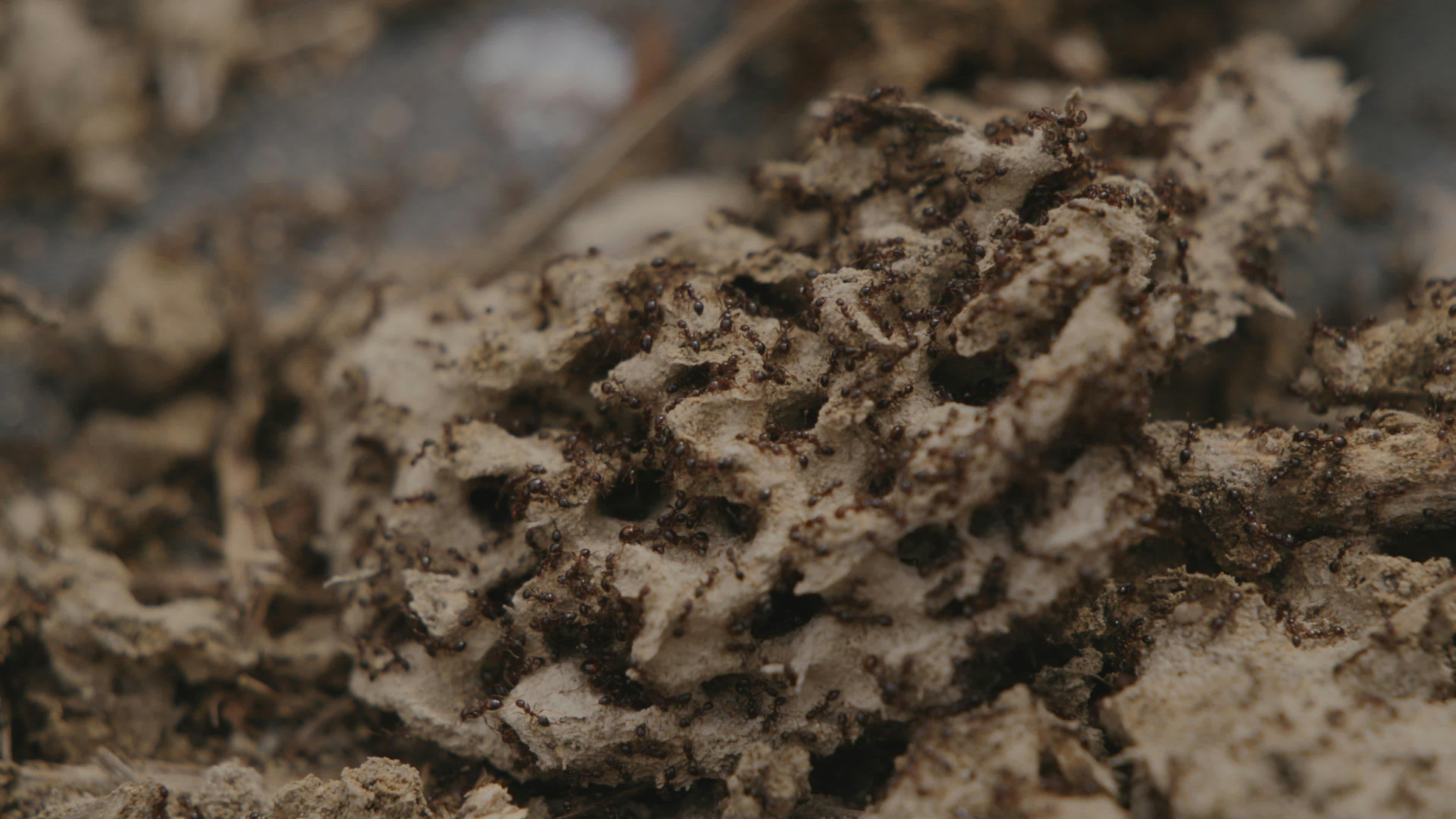 Termite Videos, Download The BEST Free 4k Stock Video Footage & Termite ...