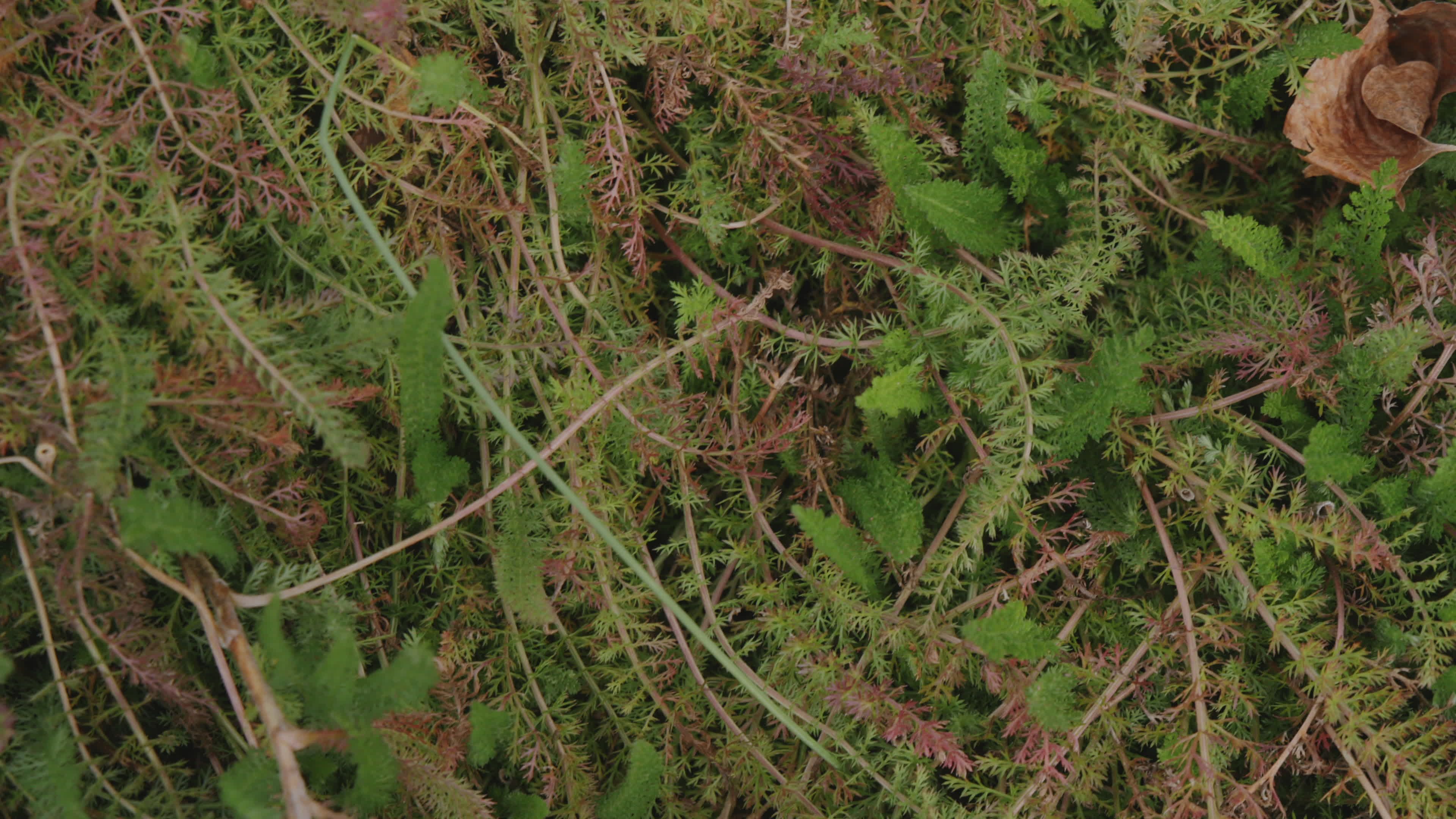 Close Up De Samambaias Verdes Exuberantes Em Uma Floresta · Vídeo ...