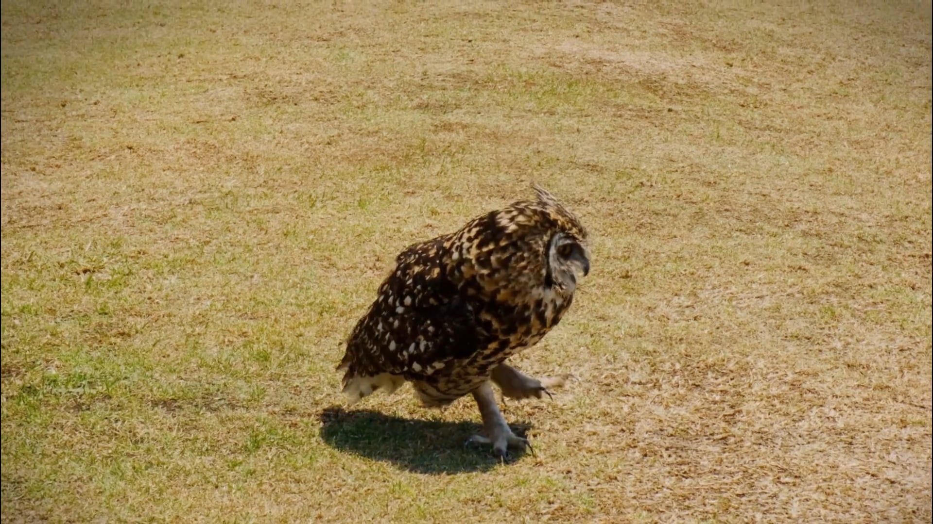 An Owl Being Trained By A Man · Free Stock Video