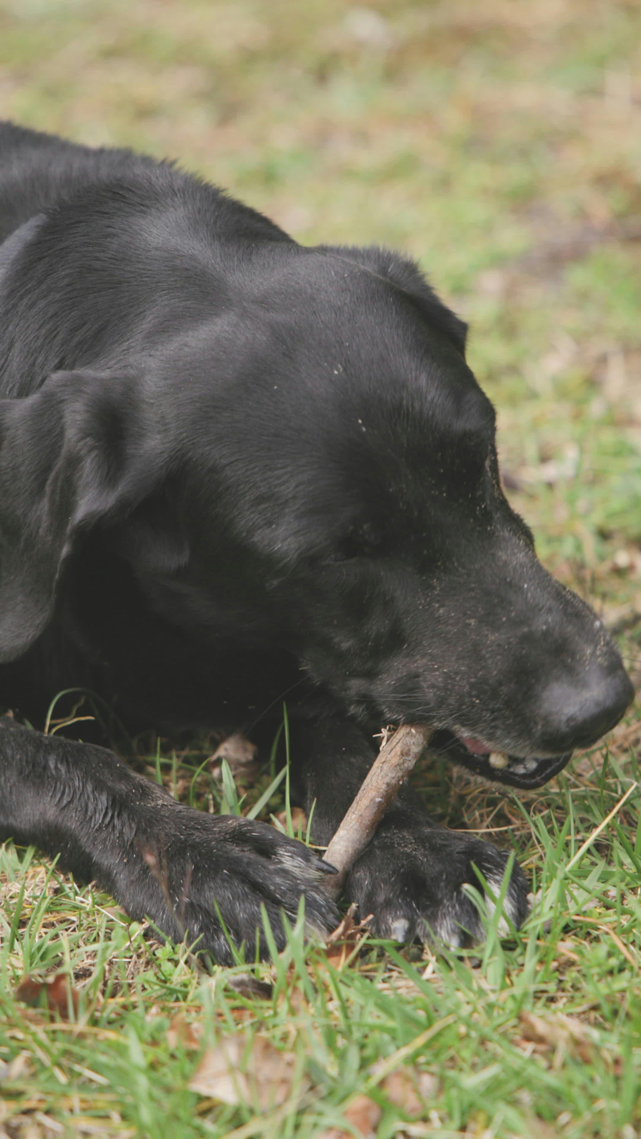 Black Labrador Retriever Chewing Stick Outdoors Free Stock Video ...
