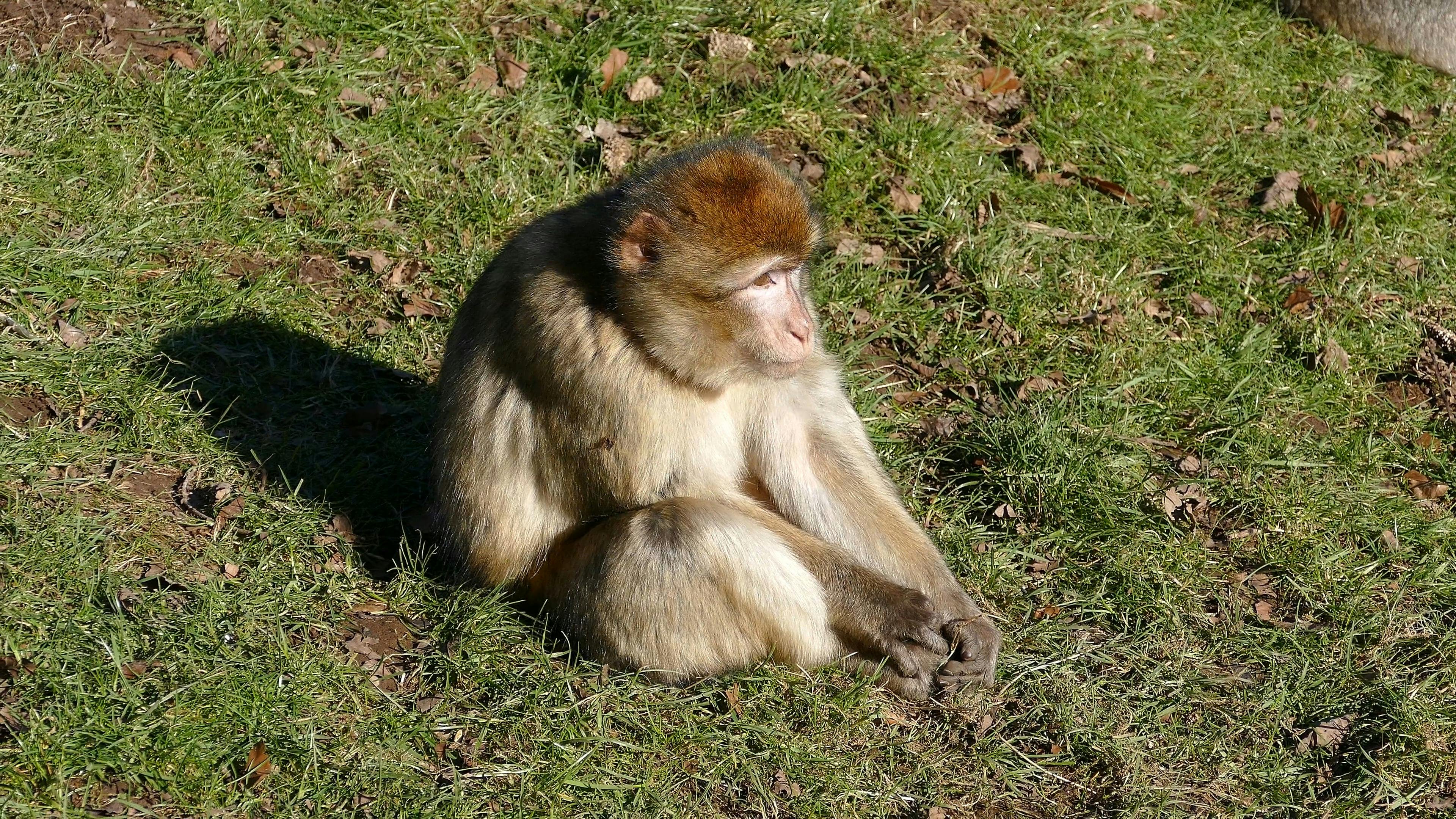 A Young Monkey Seated On Grass In The Ground · Free Stock Video