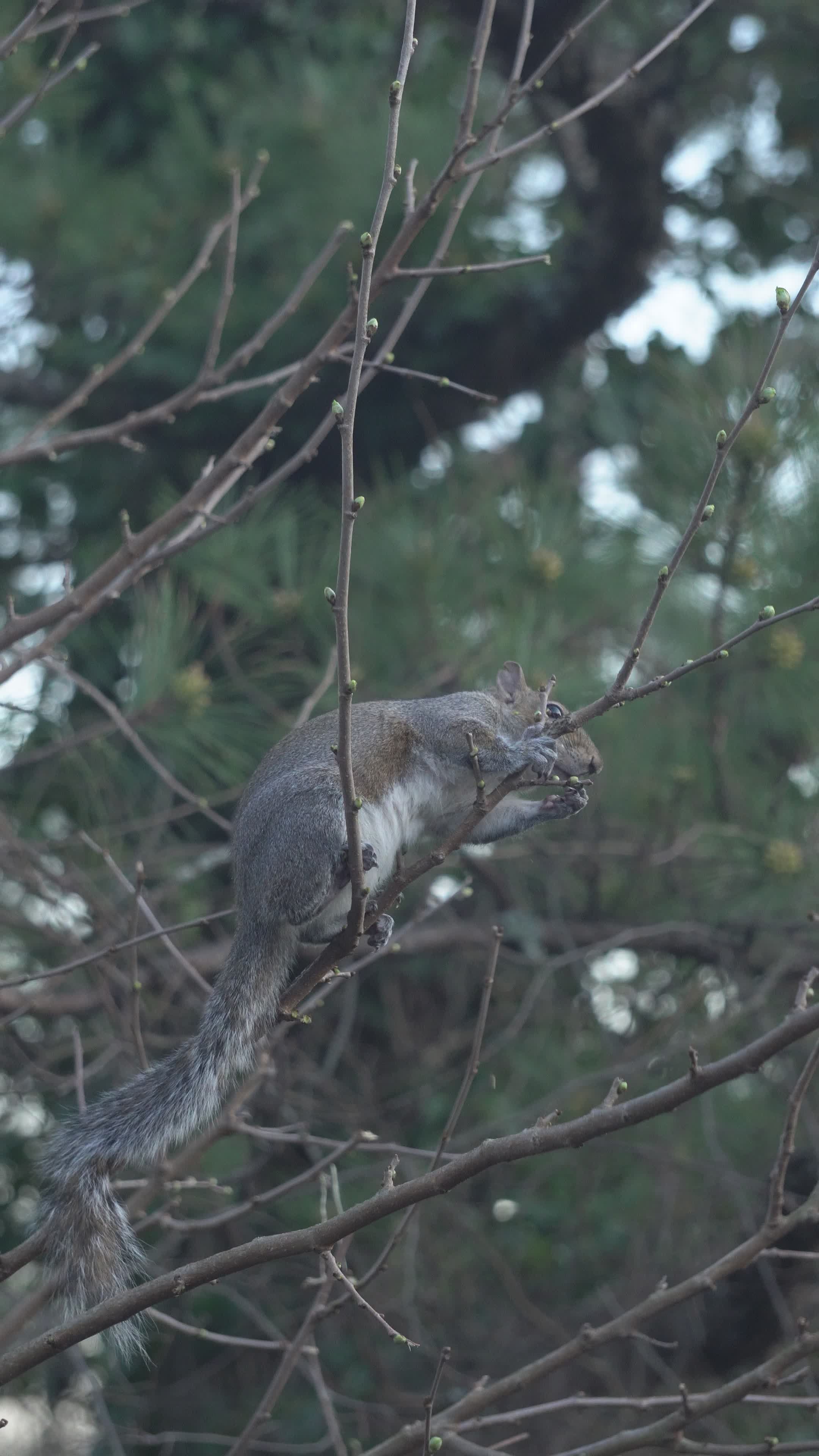 Gray Squirrel Leaping Through Forest Branches Free Stock Video Footage ...