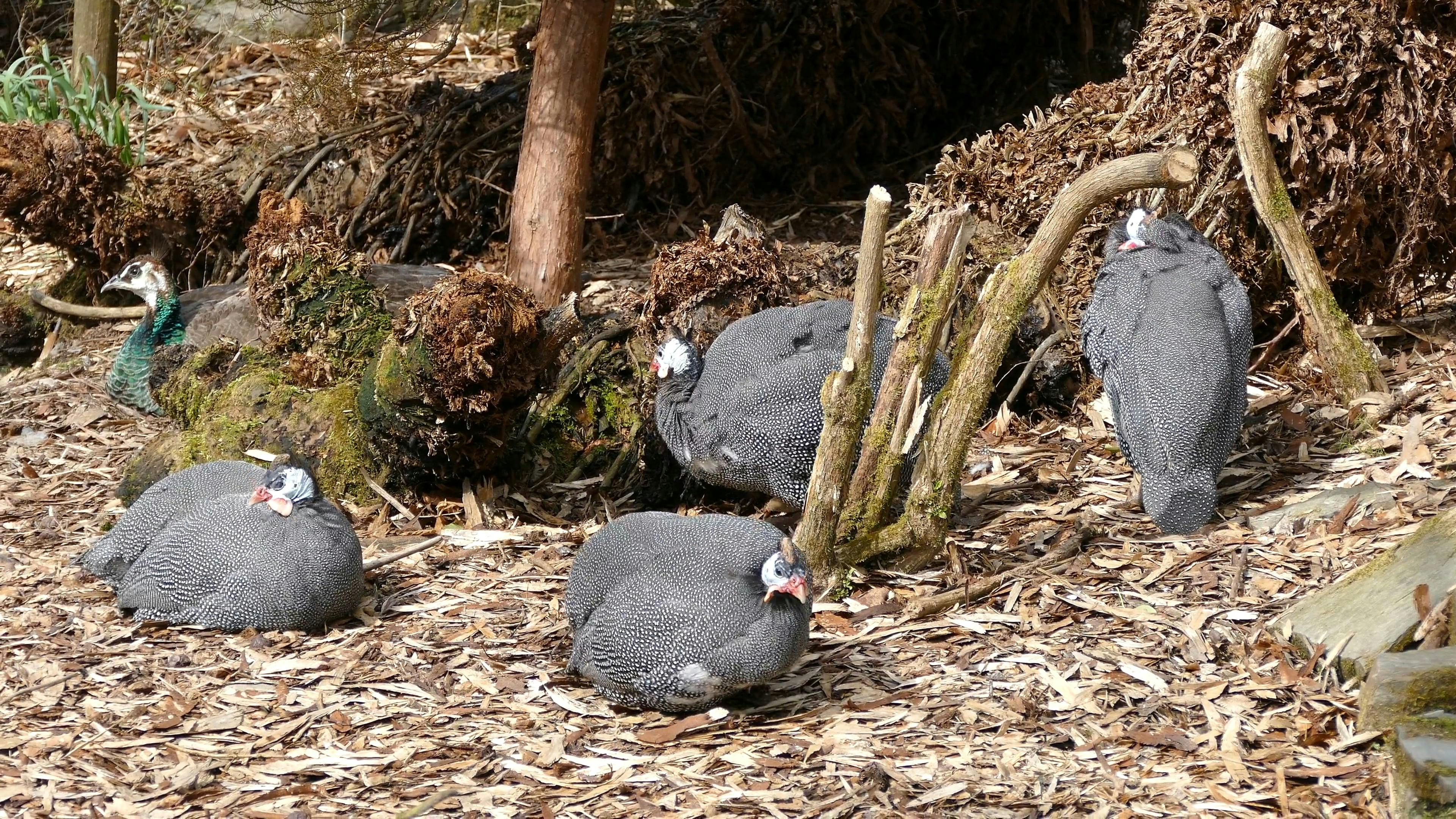 Group Of Guinea Fowl Resting On The Ground · Free Stock Video