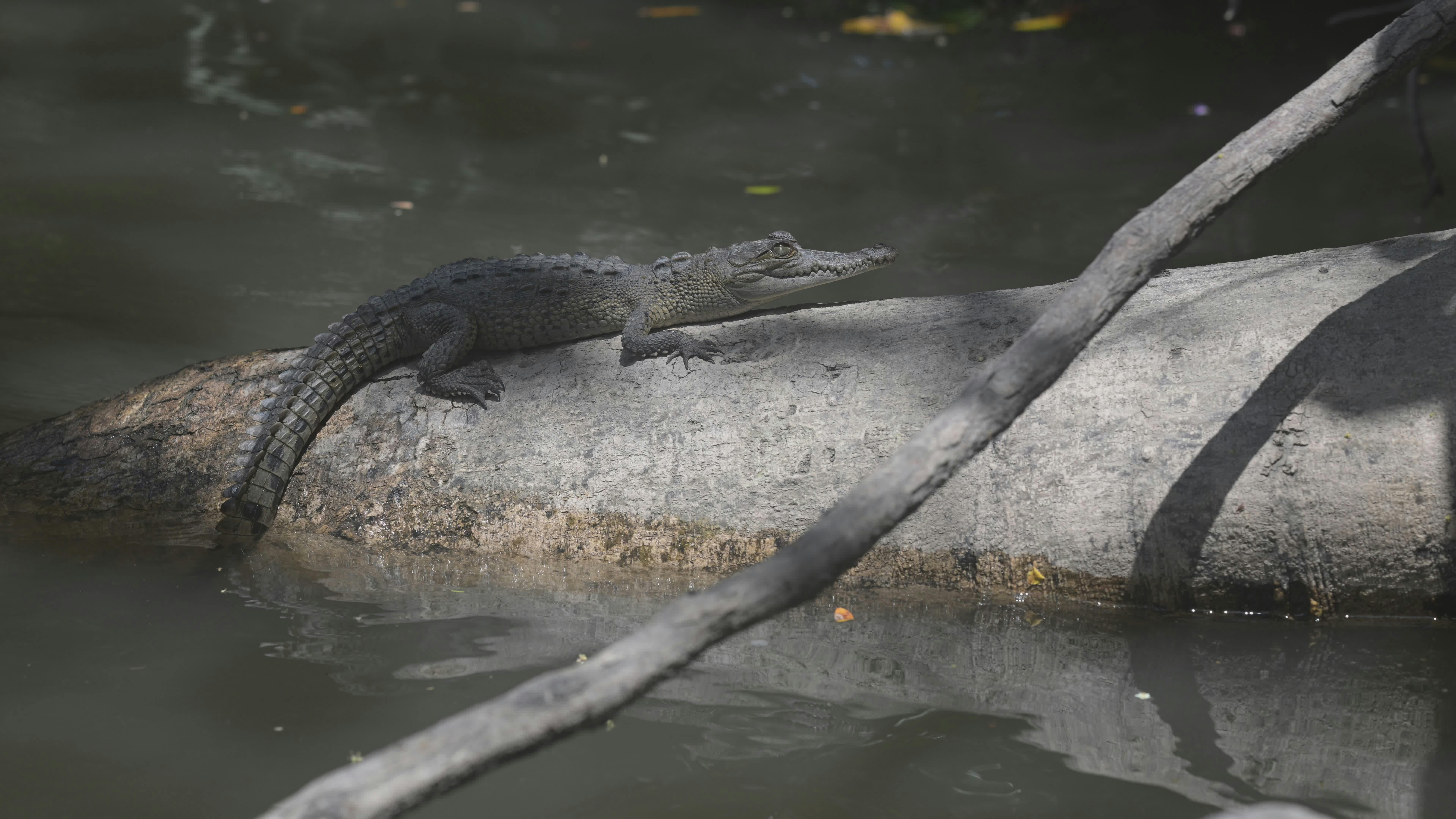 Free No Copyright Anime Videos, Download The BEST Free 4k Stock Video ...