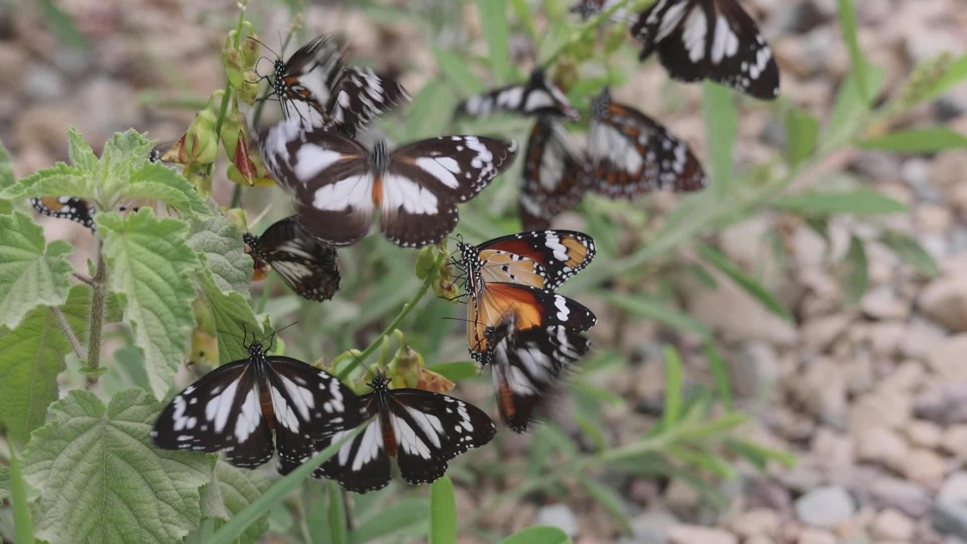 Flutter Code Videos, Download The BEST Free 4k Stock Video Footage ...