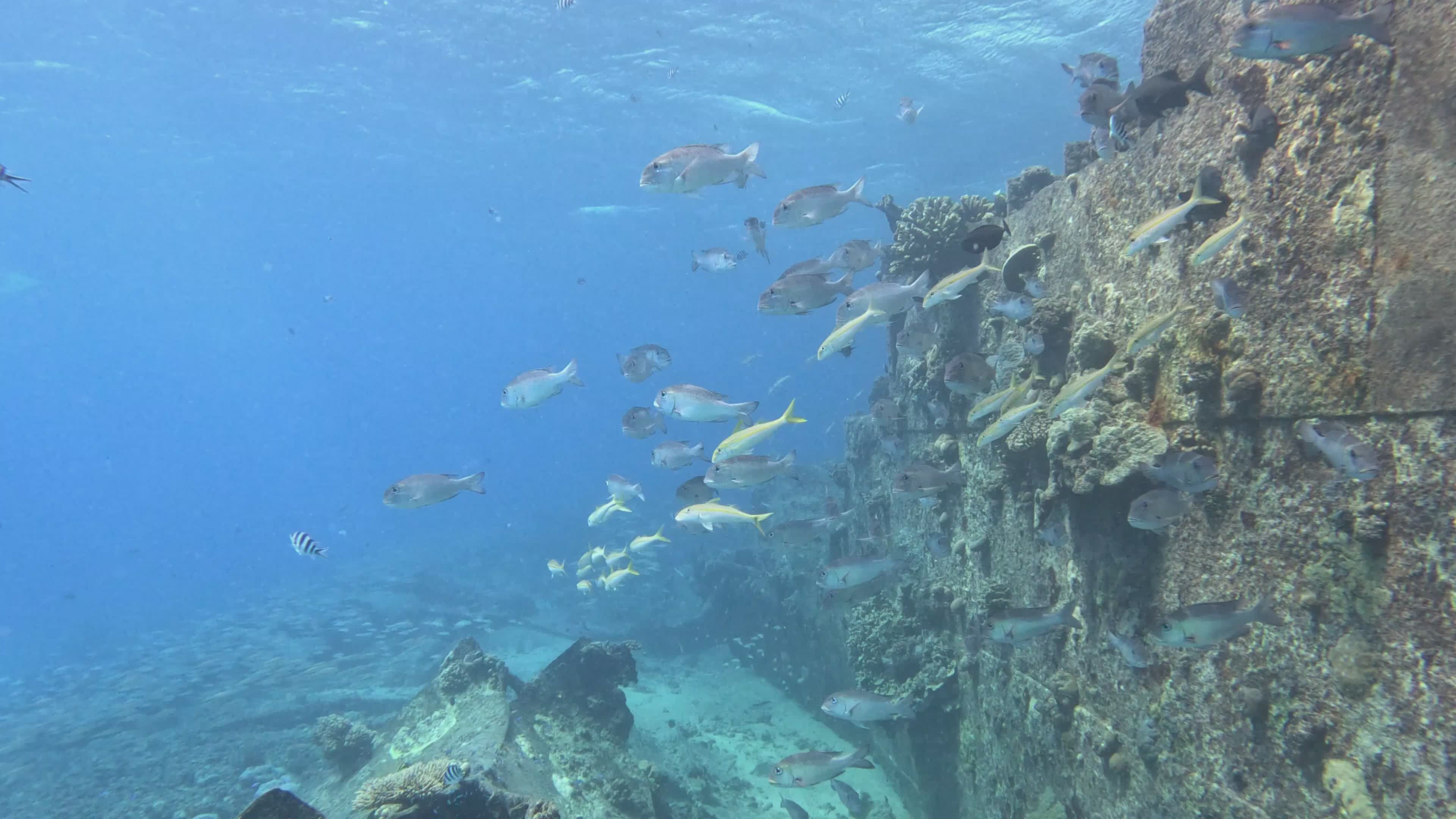 Nemo Finding Videos, Download The BEST Free 4k Stock Video Footage ...
