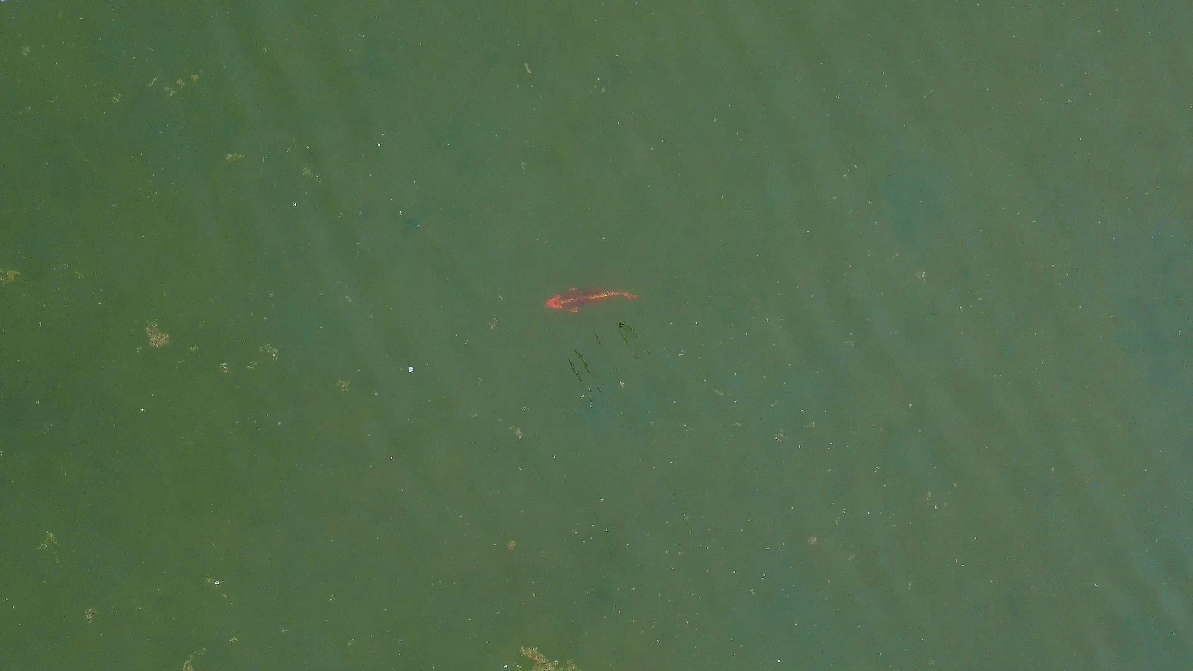 Aerial View of Lone Fish in Green Pond Free Stock Video Footage ...