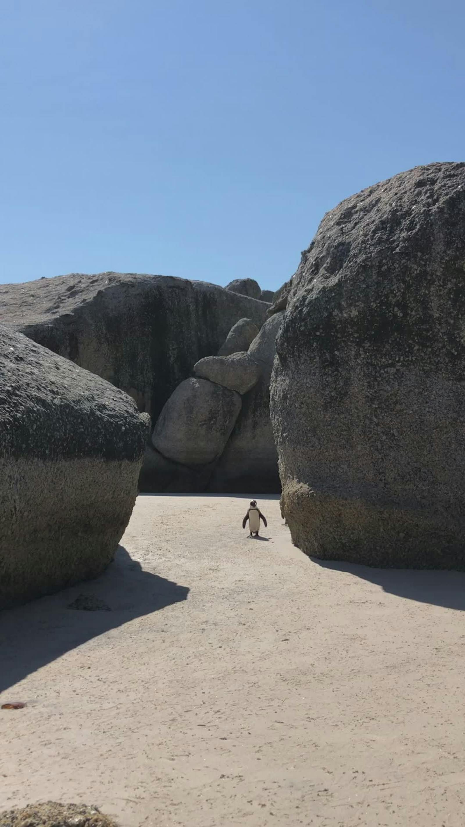 Hot Animal Videos, Download The BEST Free 4k Stock Video Footage & Hot ...