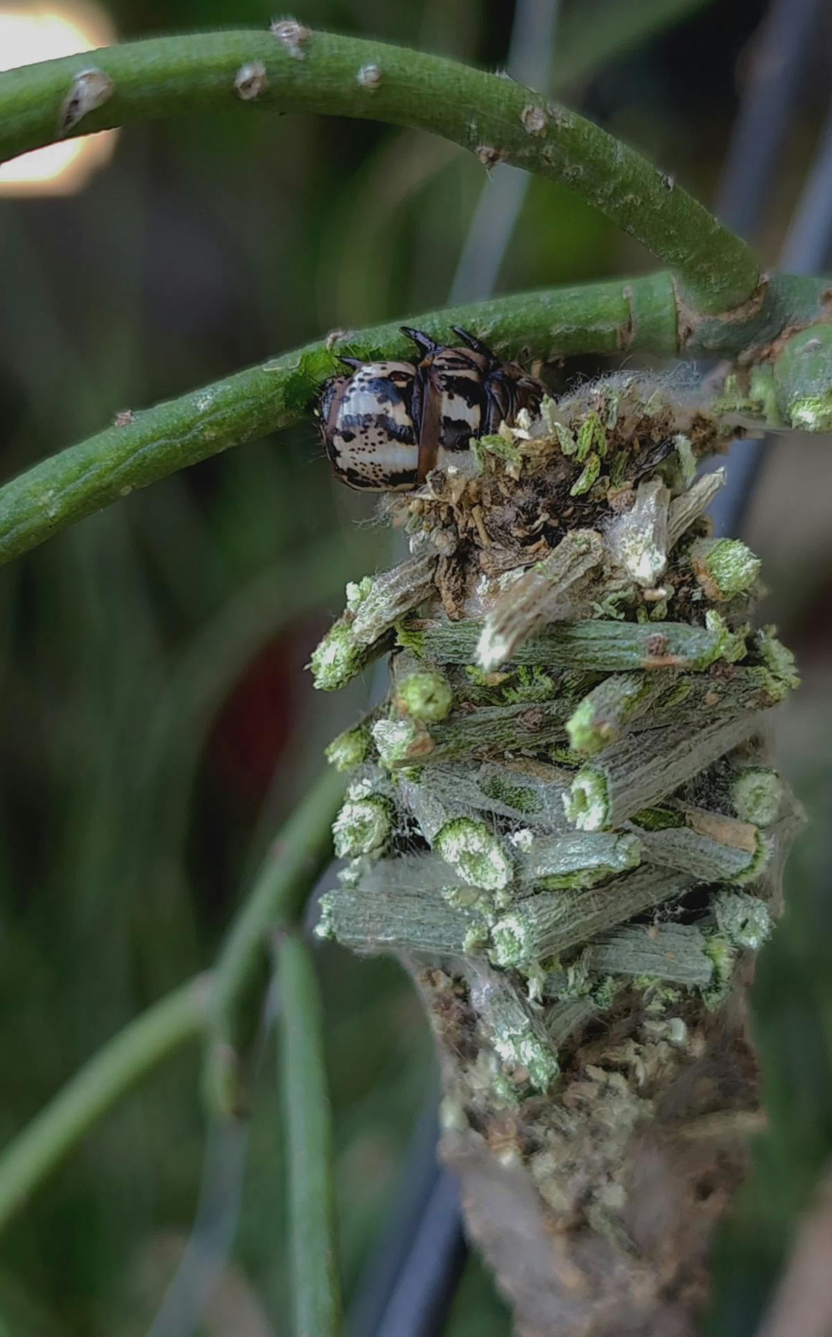 Small Videos, Download The BEST Free 4k Stock Video Footage & Small HD ...