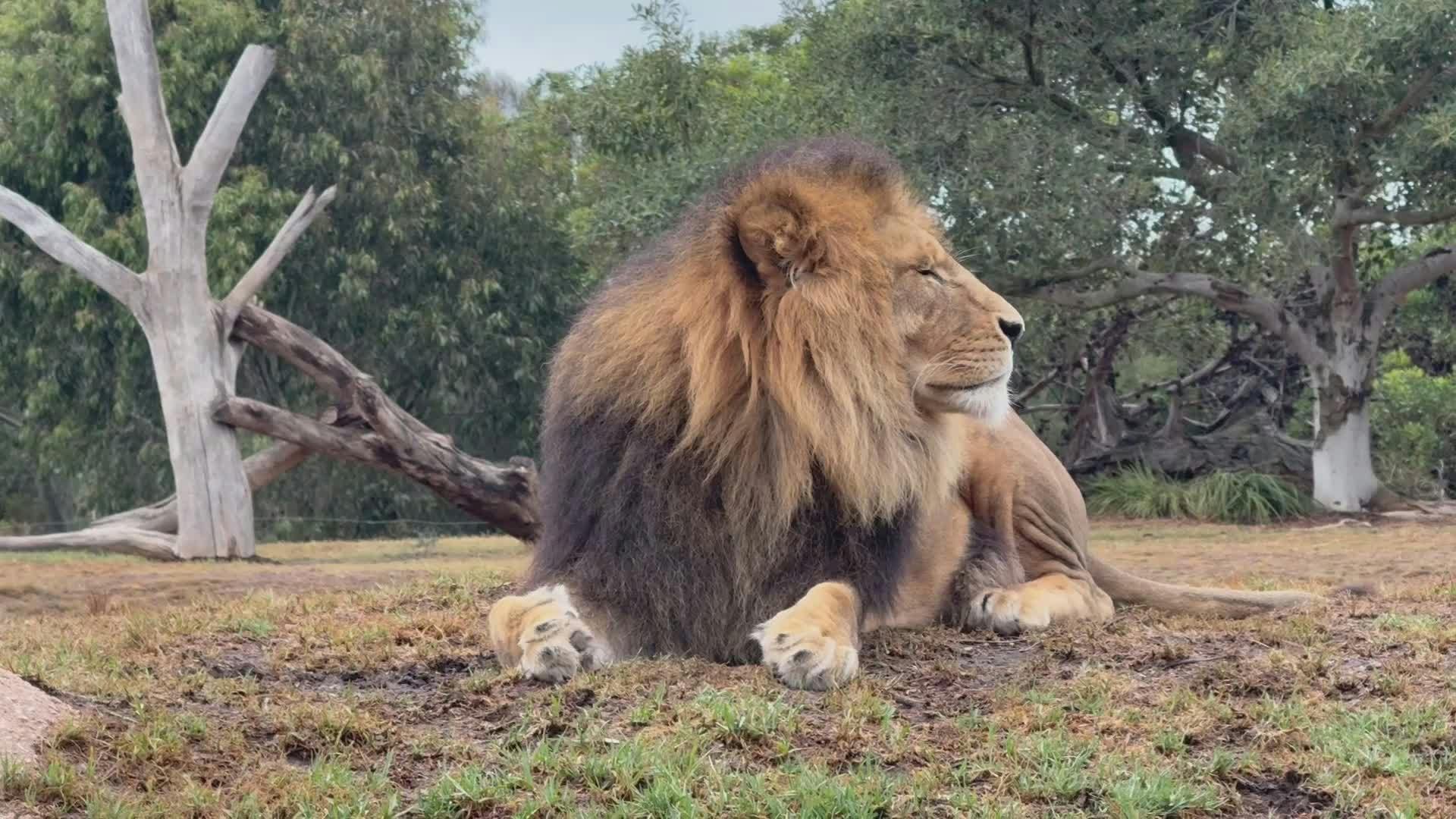 The Zoo Videos, Download The BEST Free 4k Stock Video Footage & The Zoo ...