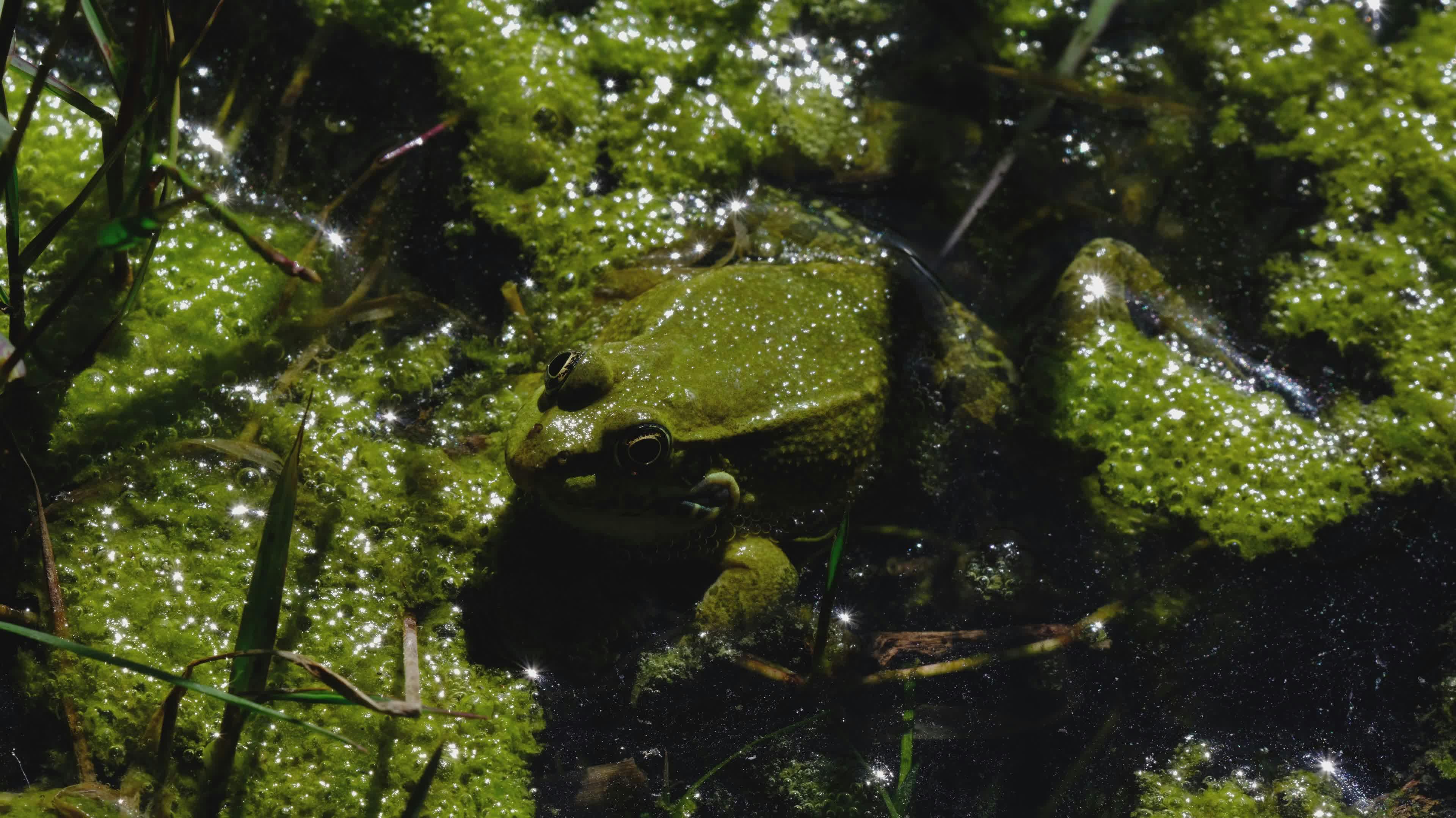 Gypsum+Animation Videos, Download The BEST Free 4k Stock Video Footage ...