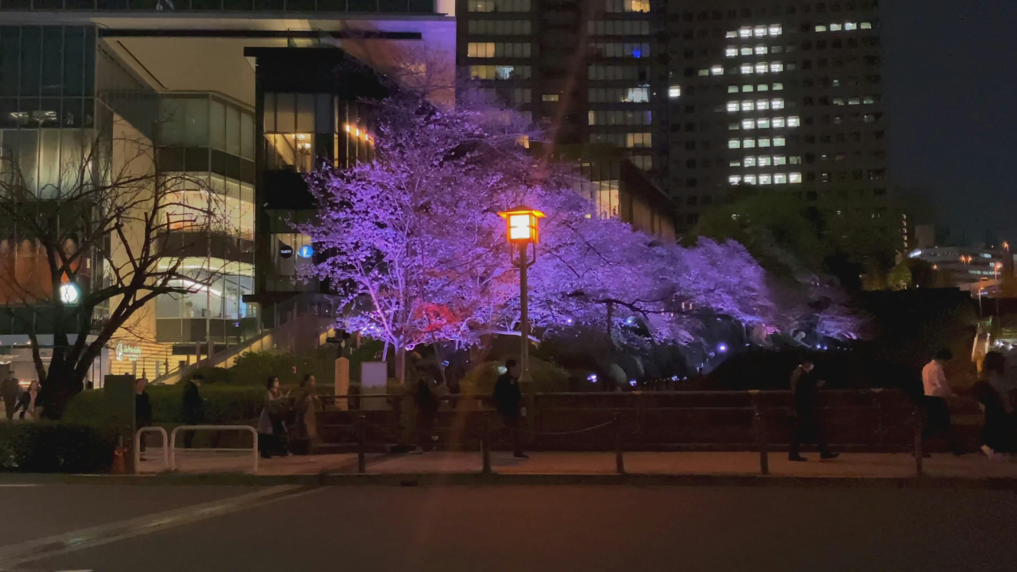 Cherry Blossom Walkway in Aichi, Japan Free Stock Video Footage ...