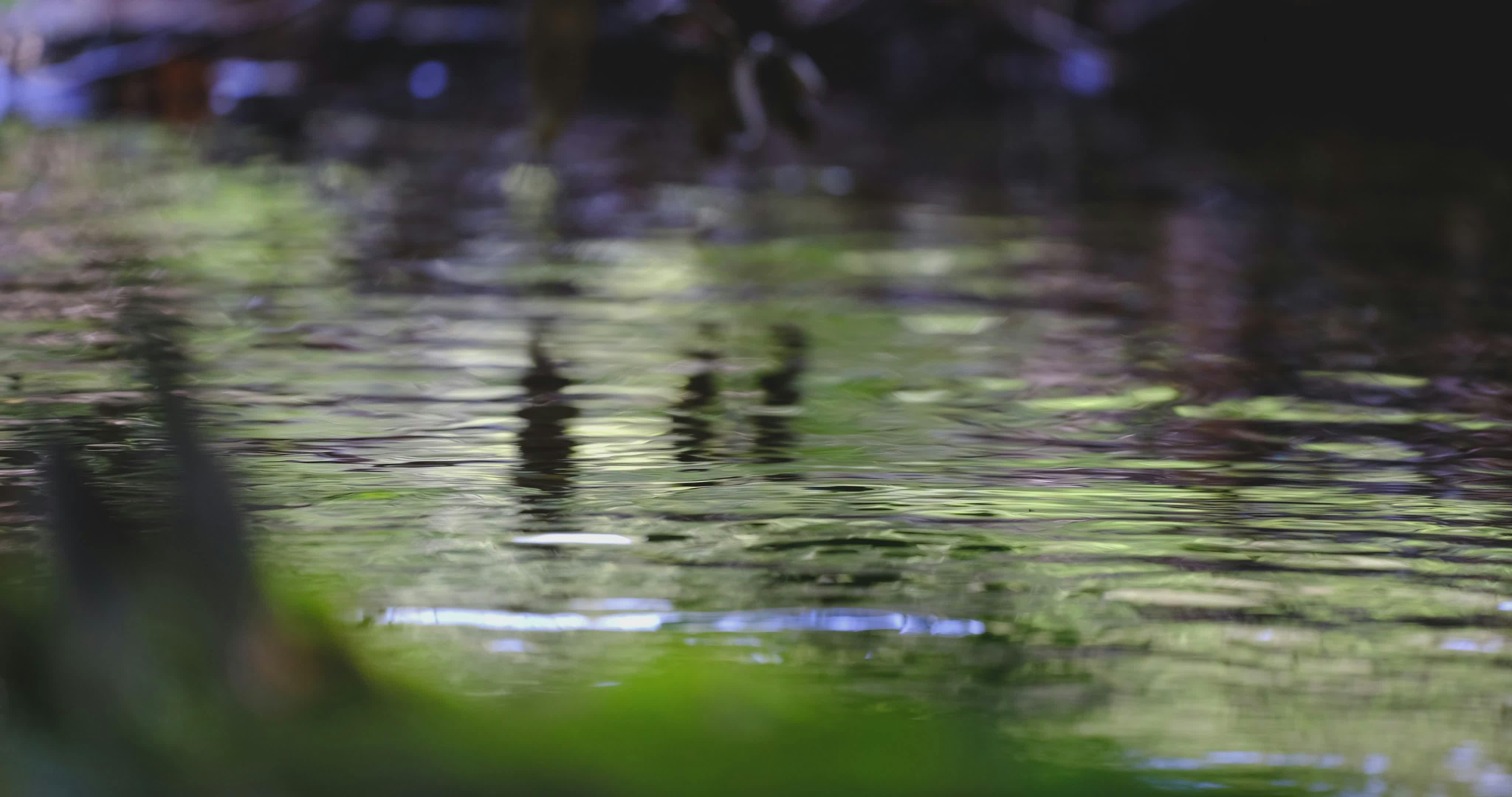 Serene River with Gentle Water Ripples Free Stock Video Footage ...
