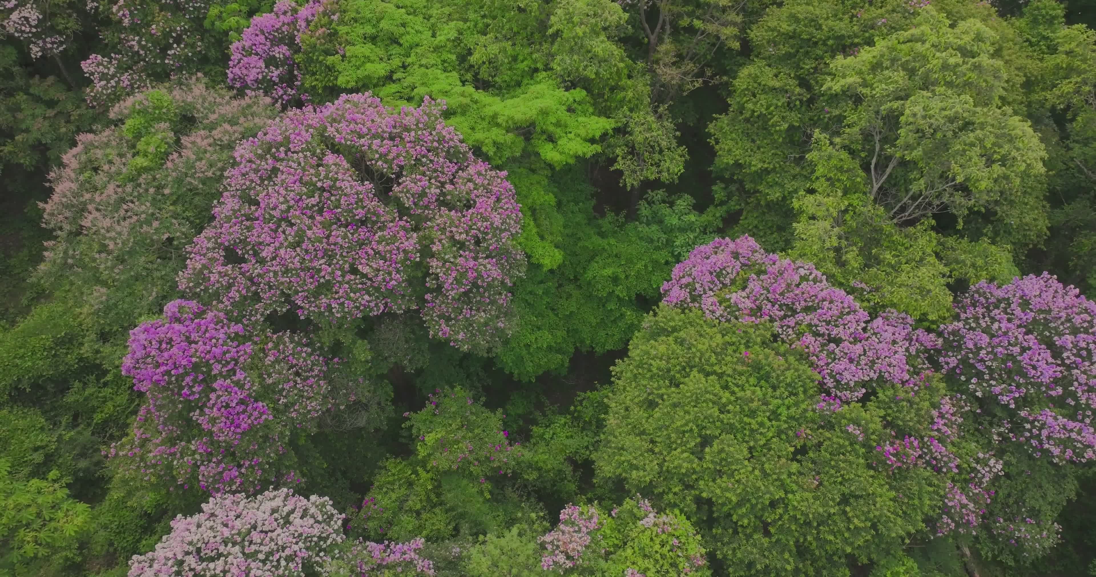Lush Forest Canopy with Blooming Flowers Free Stock Video Footage ...