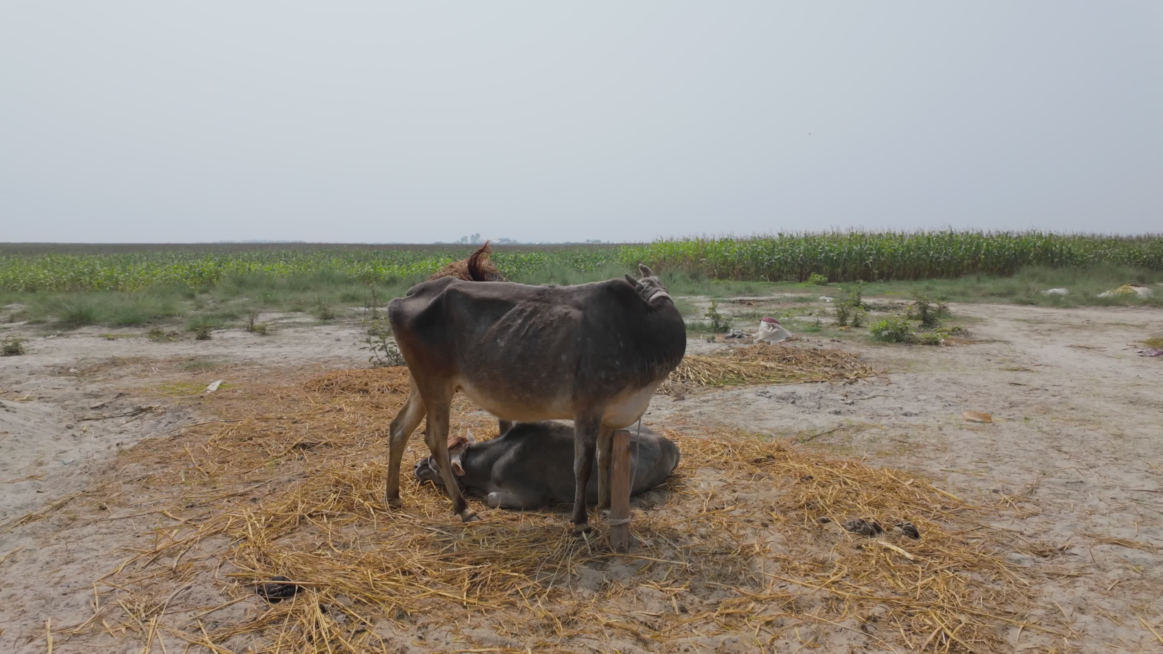 Cattle Grazing in Char Area of Bangladesh Free Stock Video Footage ...