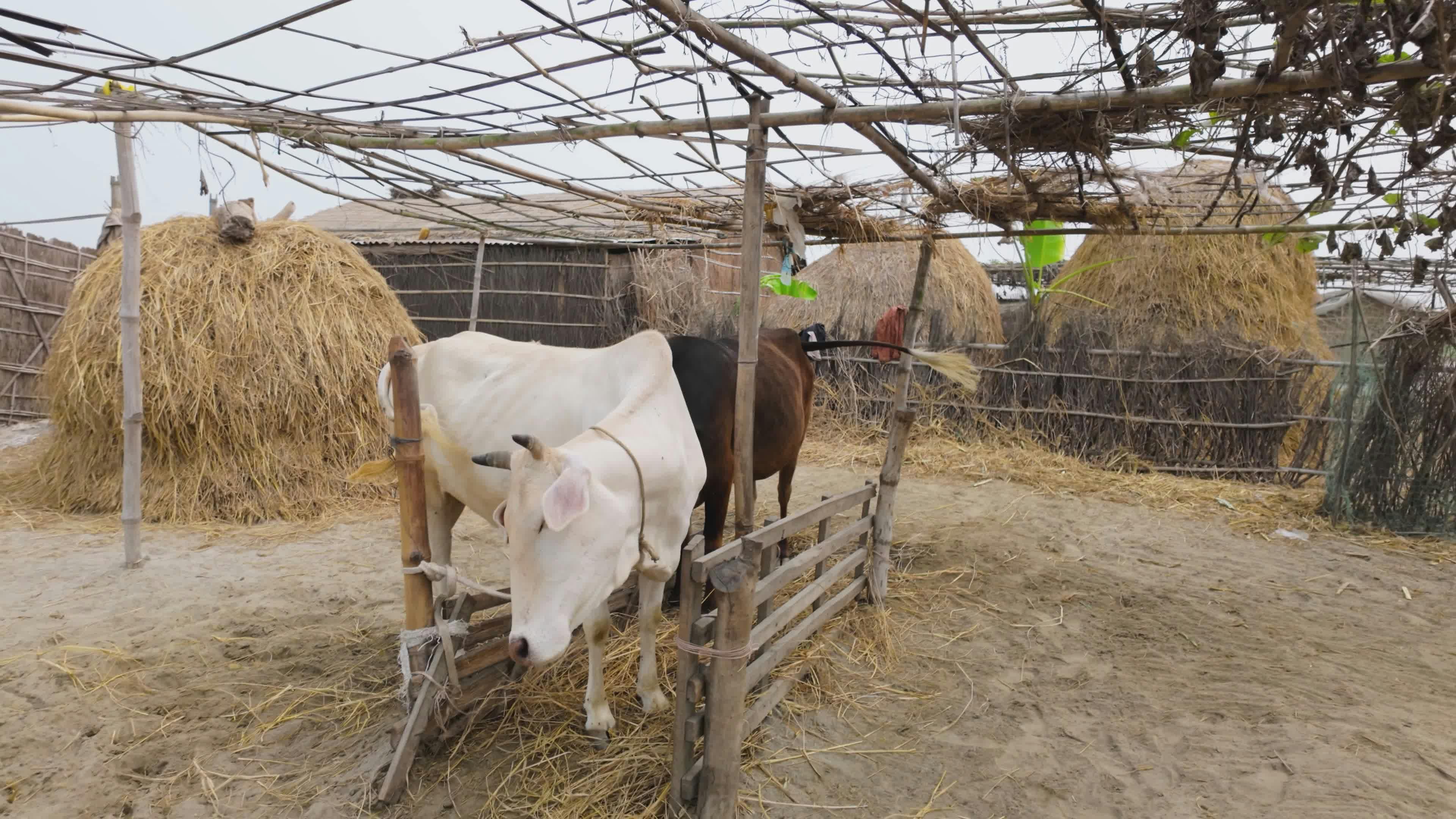 Goats Feeding in a Rural Bangladesh Char Village Free Stock Video ...