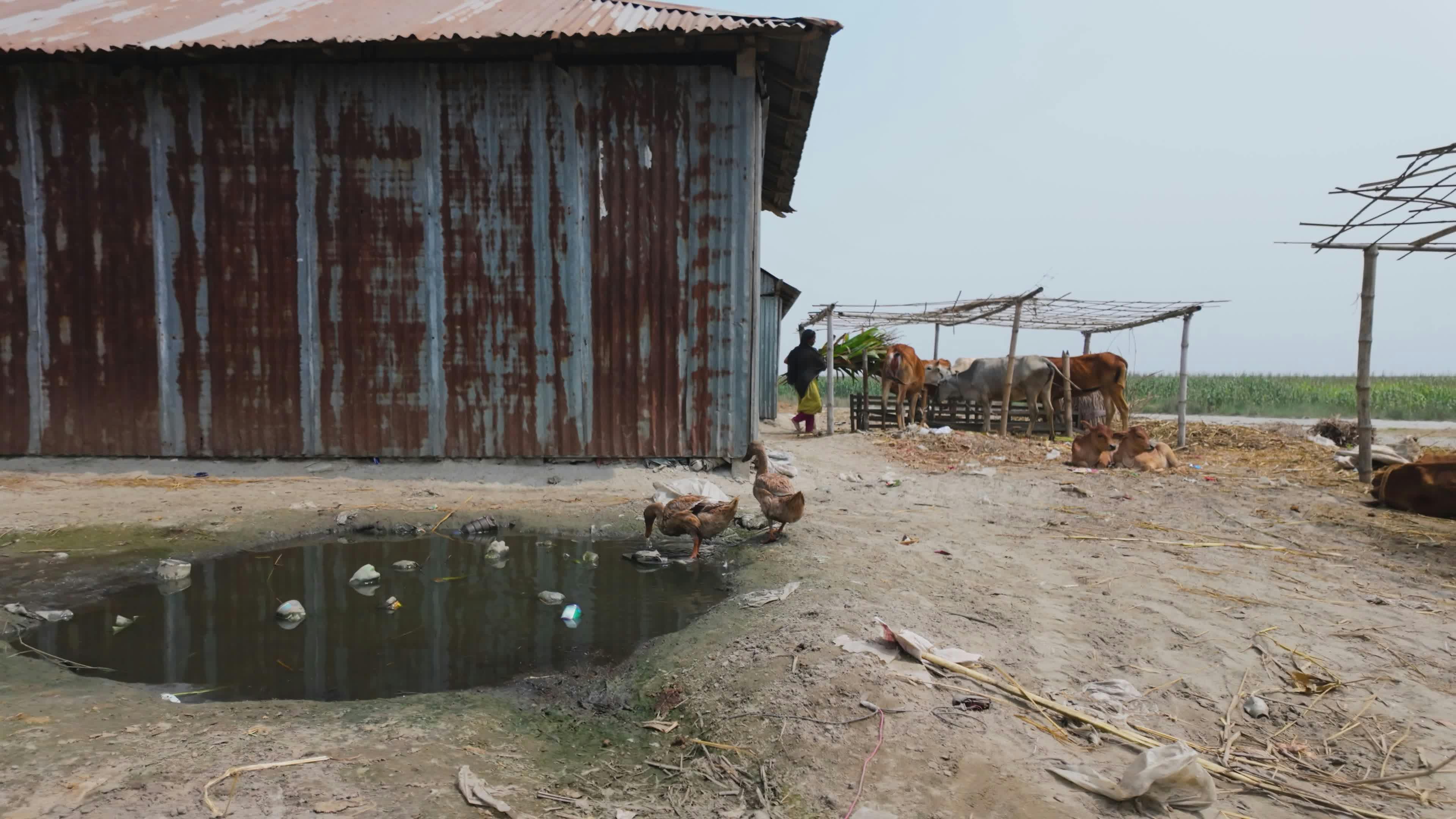 Bangladesh Char Area Videos, Download The BEST Free 4k Stock Video ...