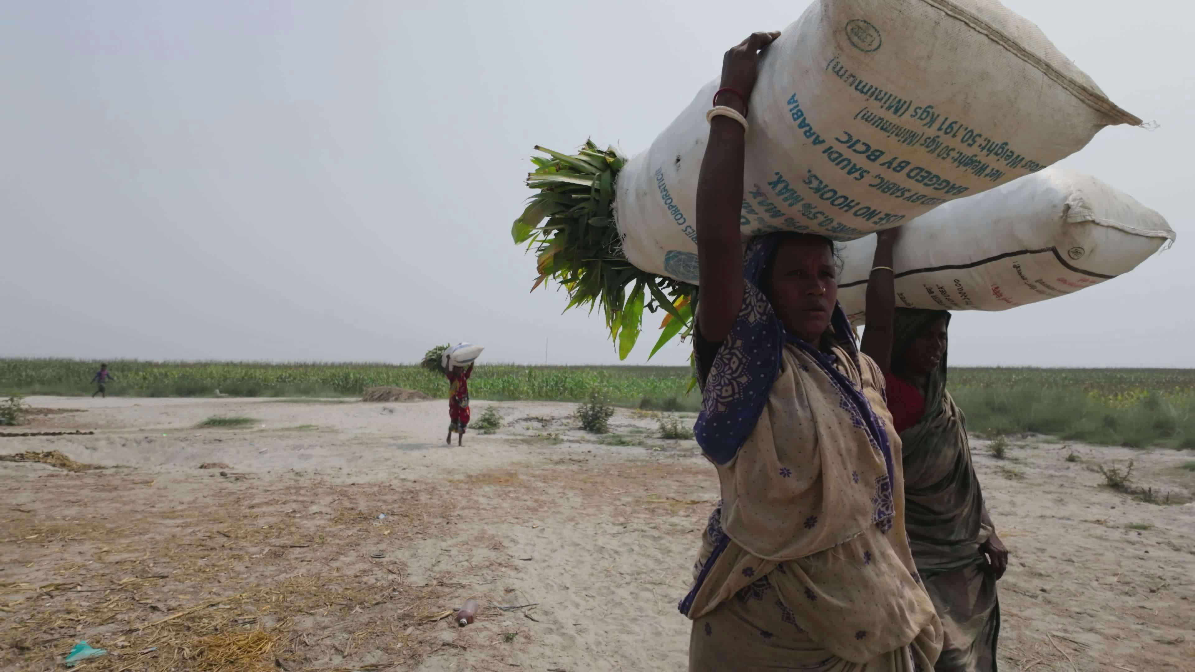 Rural Cattle Farming in Bangladesh Char Area Free Stock Video Footage ...