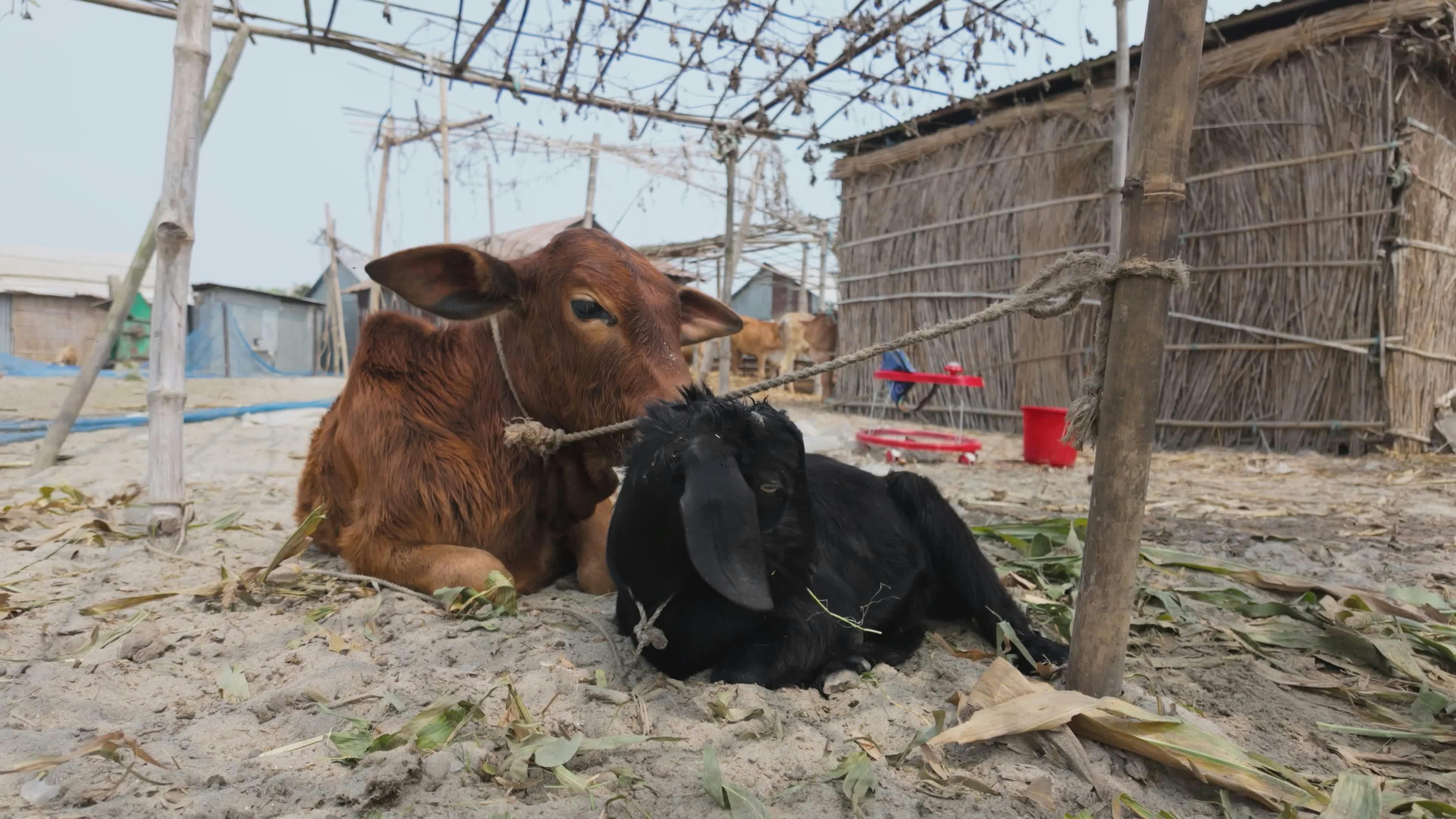 Rural Cattle Farming in Bangladesh Char Area Free Stock Video Footage ...