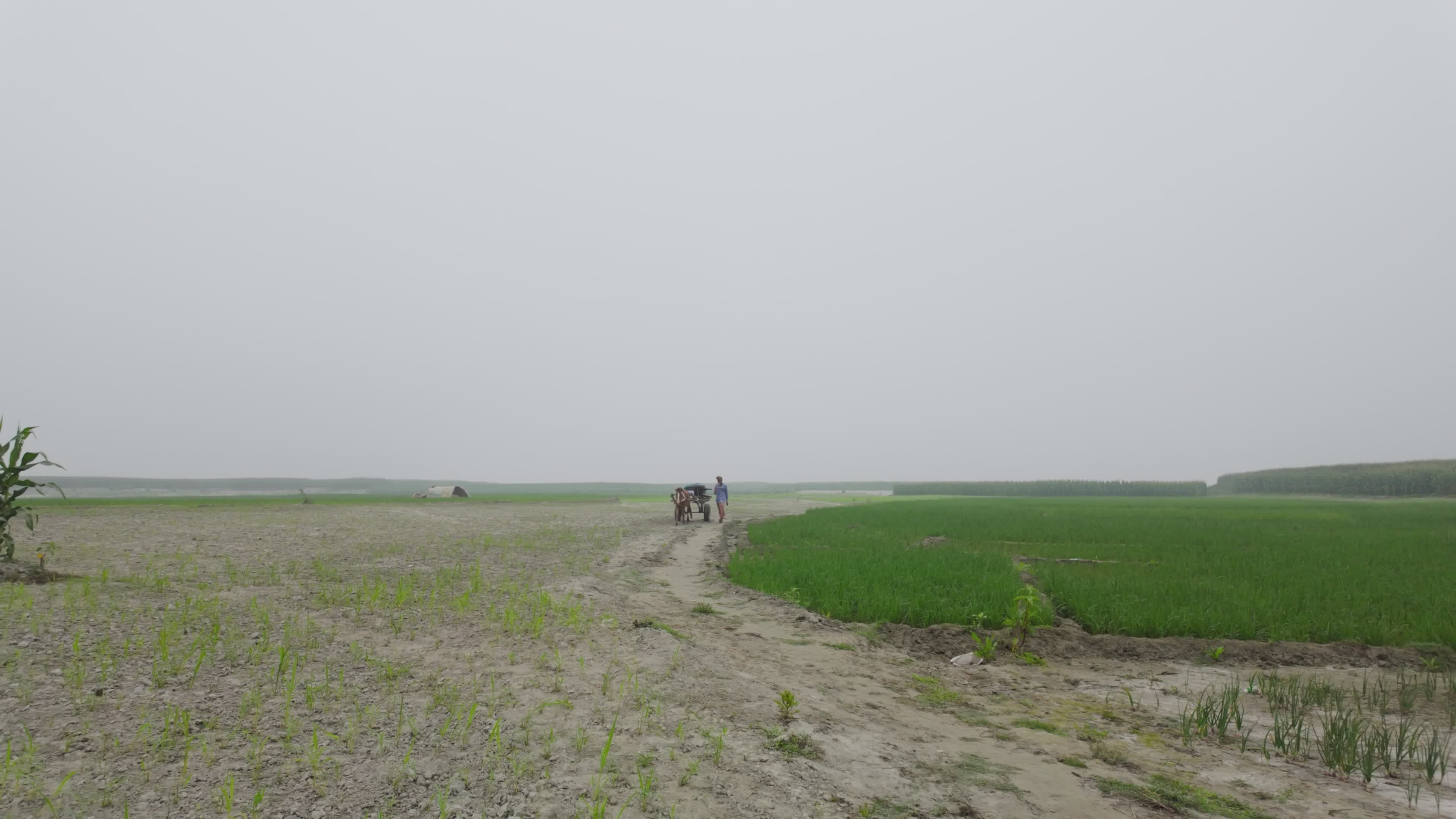 Rural Cattle Farming in Bangladesh Char Area Free Stock Video Footage ...