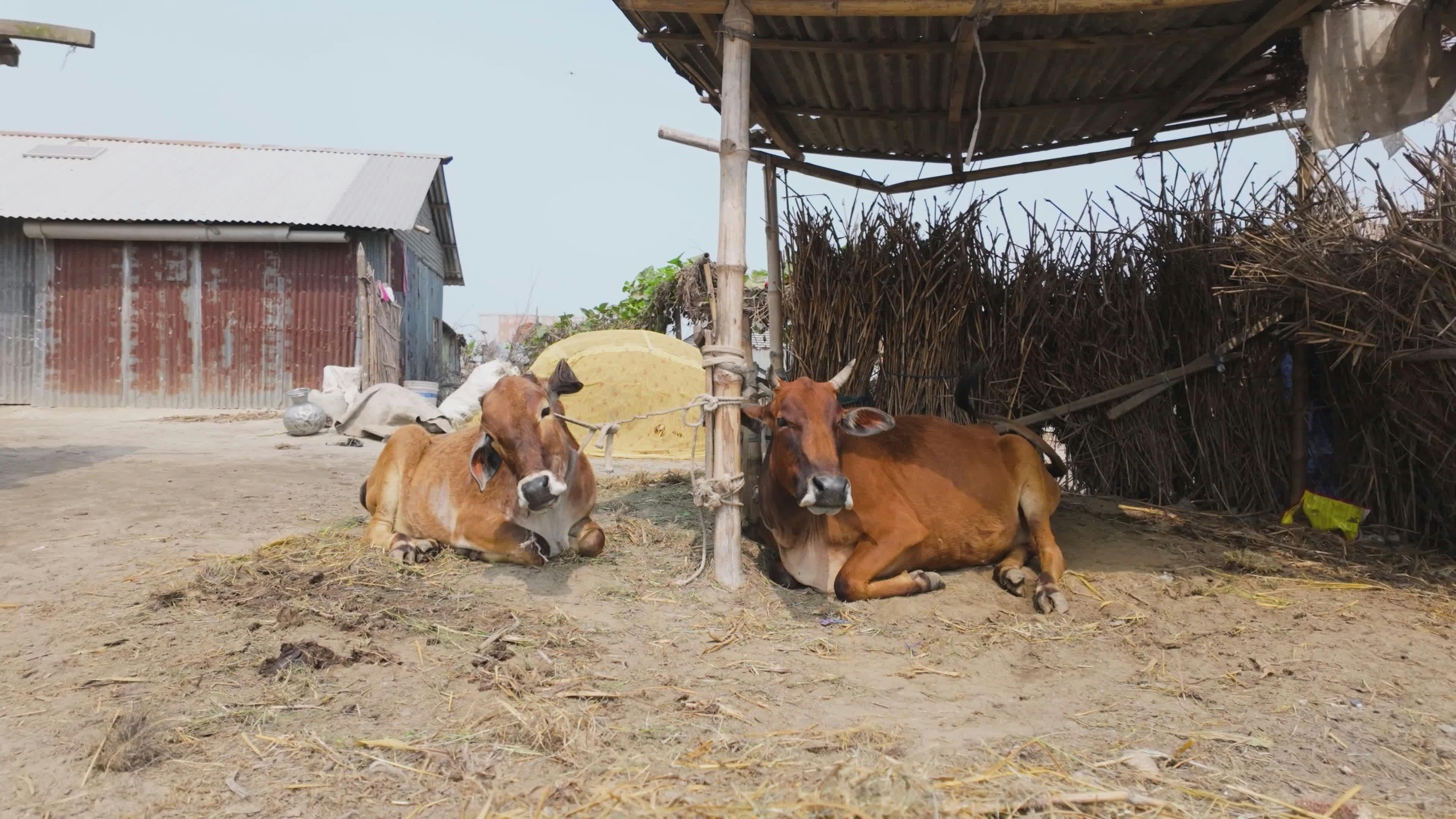 Rural Life in Bangladesh: Cattle in Char Villages Free Stock Video ...