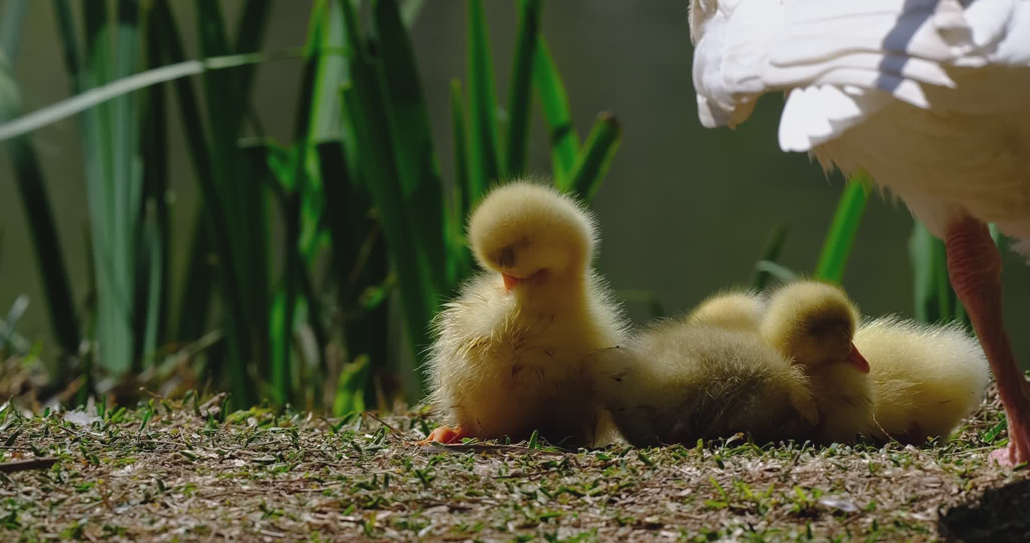 Baby Dipper Videos, Download The BEST Free 4k Stock Video Footage ...