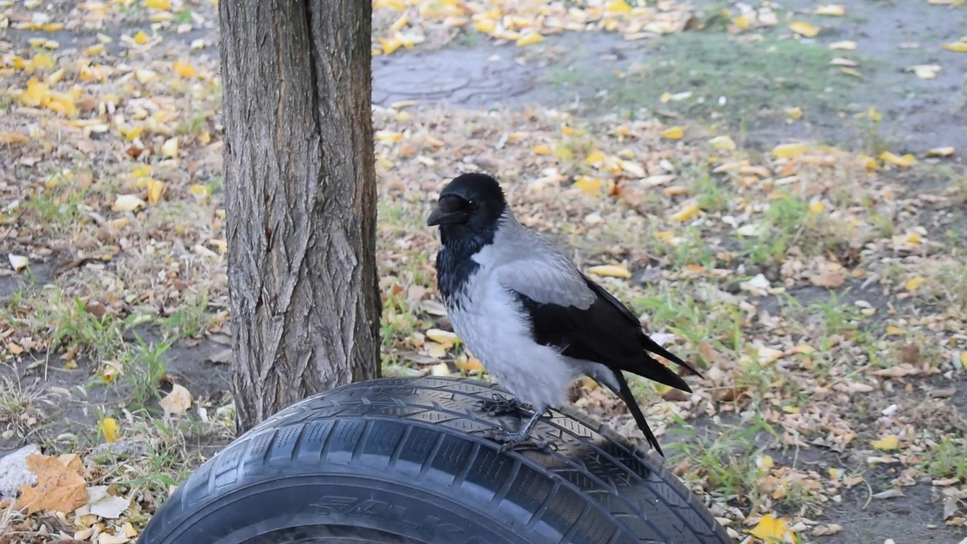 Great Crows Videos Pexels · Free Stock Videos