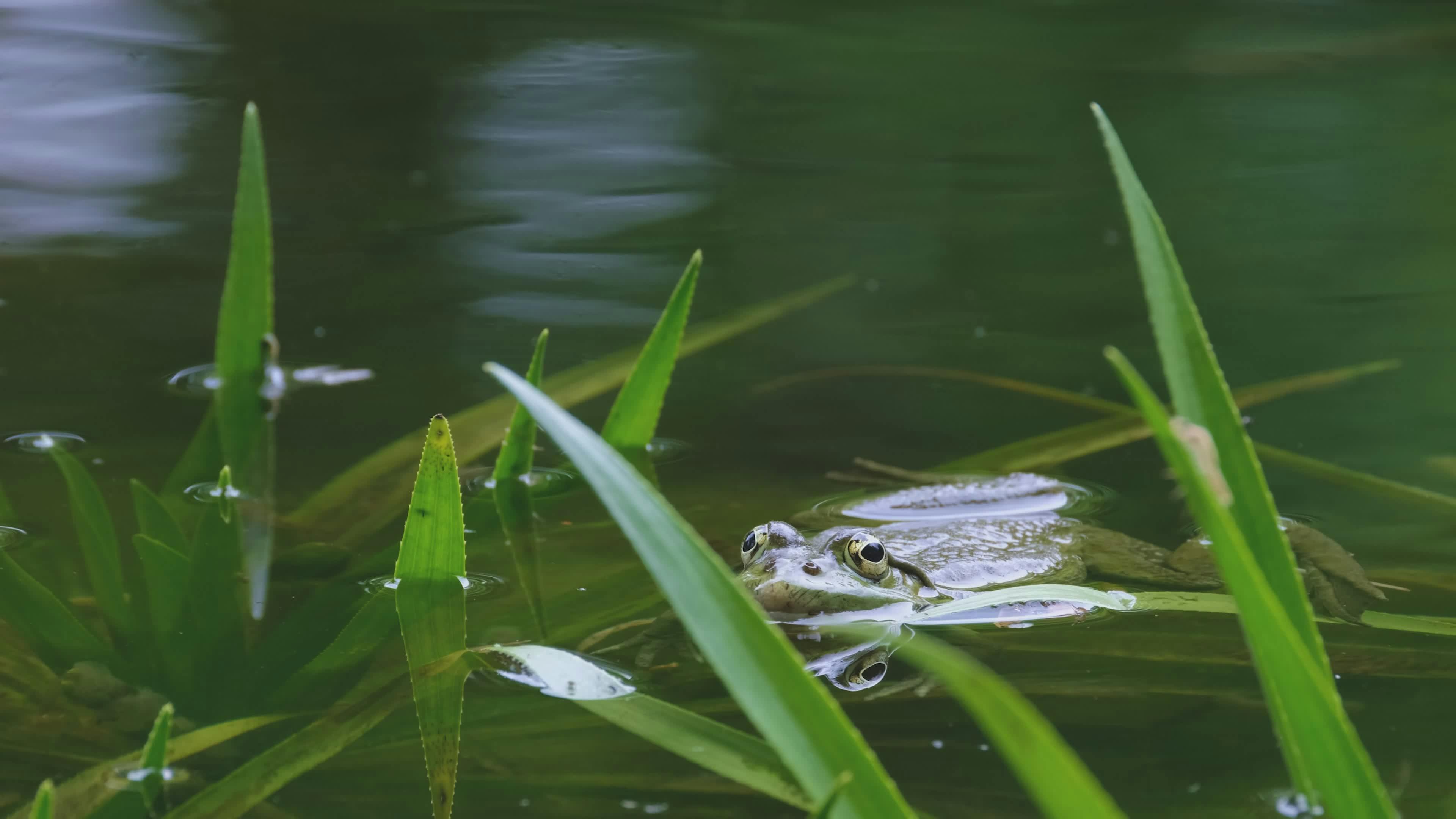 Whale Symbiosis Videos, Download The BEST Free 4k Stock Video Footage ...