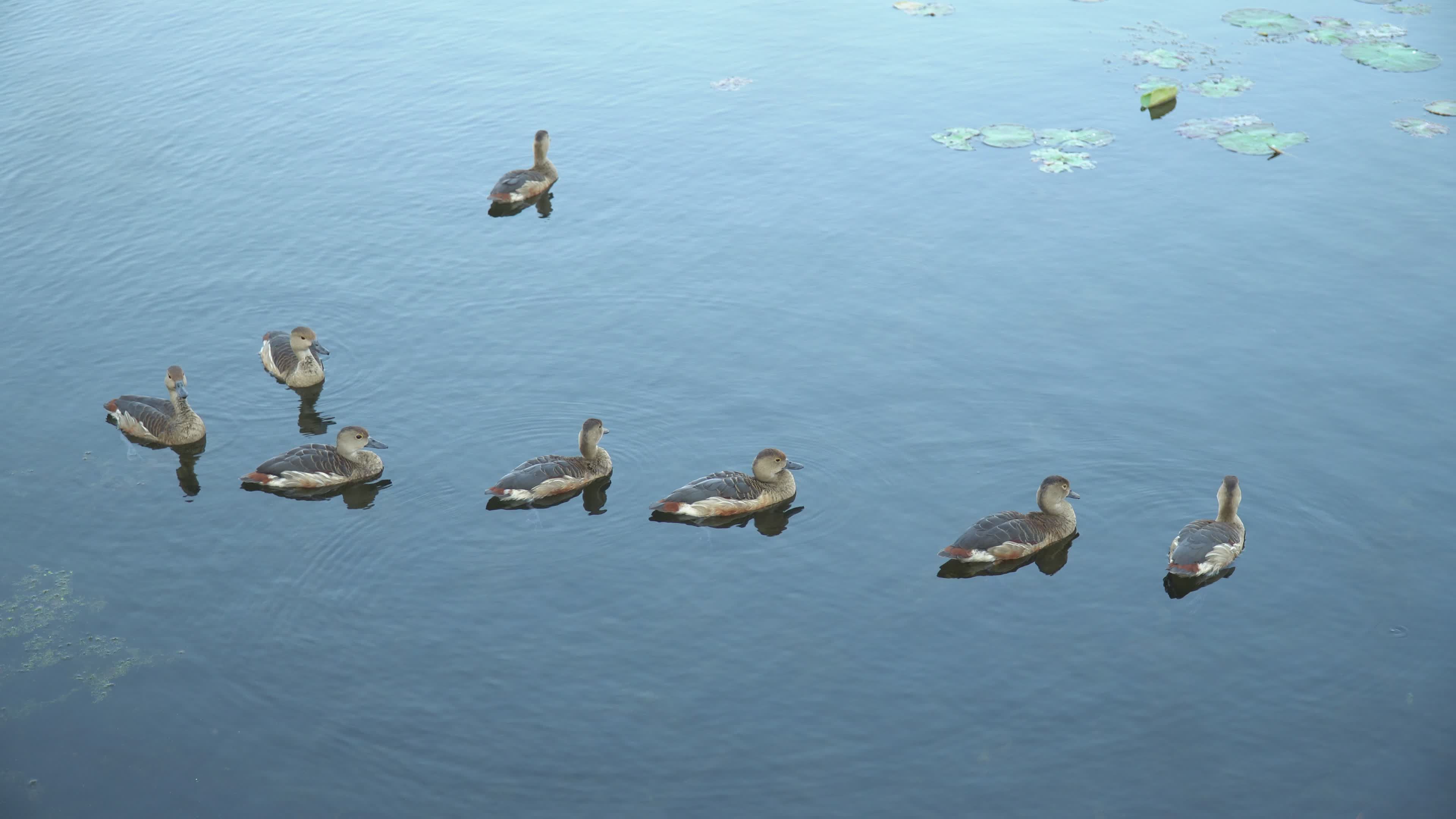 Peaceful Flock of Ducks Floating on Pond Free Stock Video Footage ...