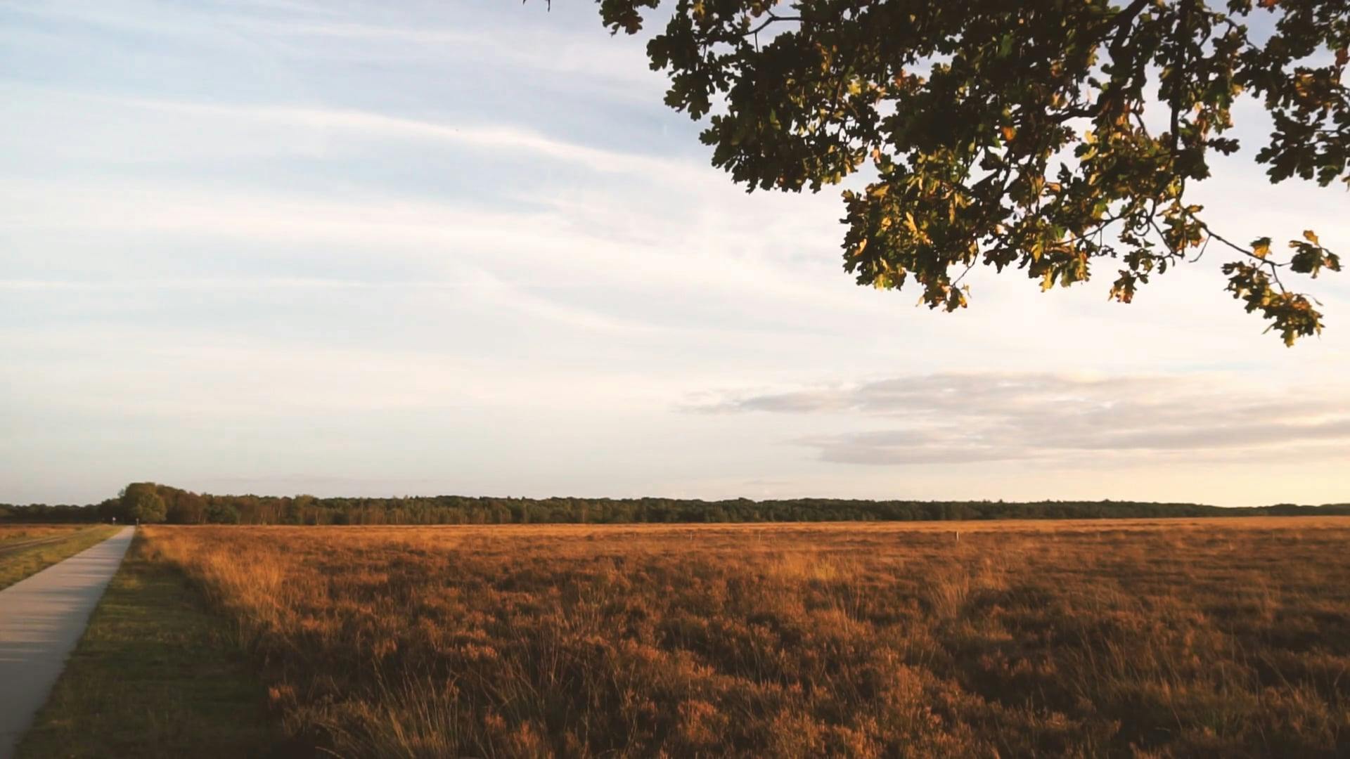 A Vast Field Of Grass In An Open Space · Free Stock Video