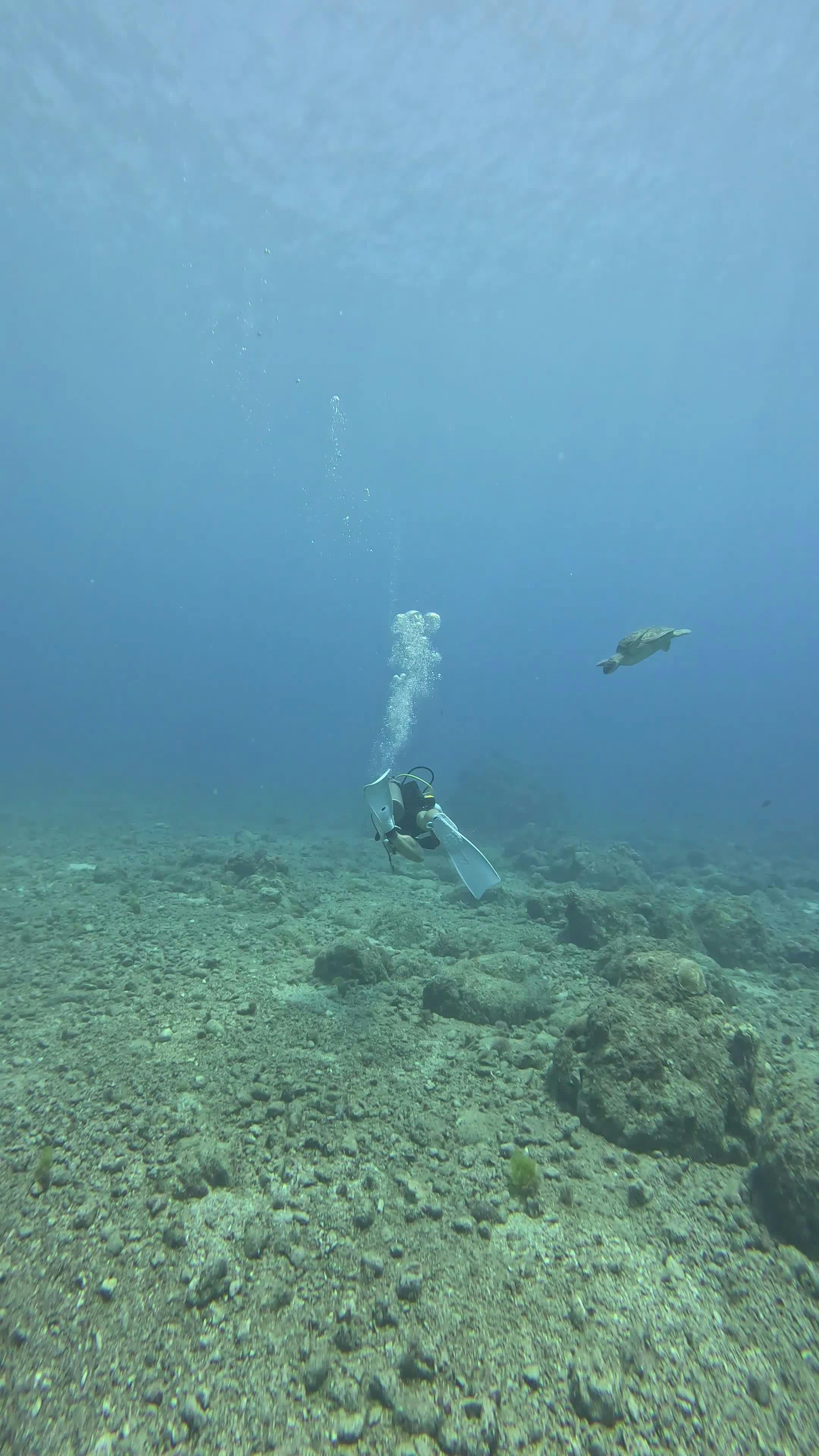 Sea Fish Videos, Download The BEST Free 4k Stock Video Footage & Sea ...