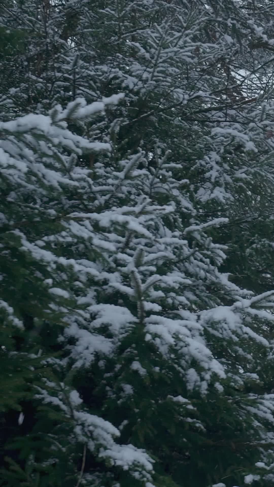 Frozen Melon Videos, Download The BEST Free 4k Stock Video Footage ...
