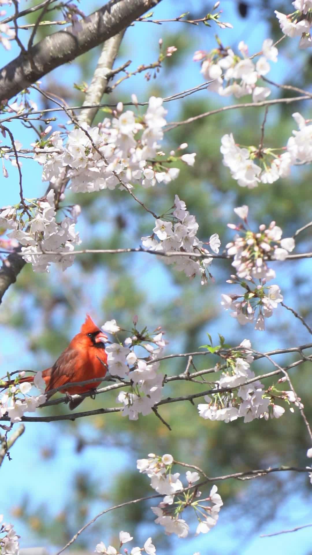 Rhu Tree Videos, Download The BEST Free 4k Stock Video Footage & Rhu ...