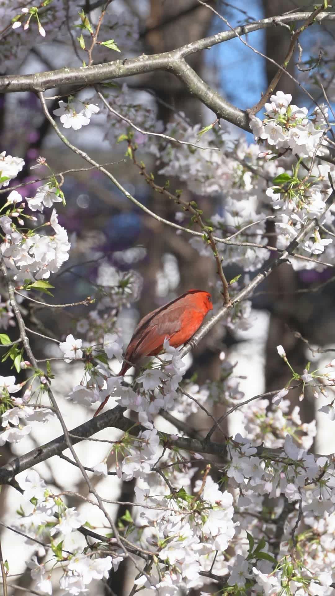 Vibrant Cardinal in Blooming Springtime Cherry Blossoms Free Stock ...