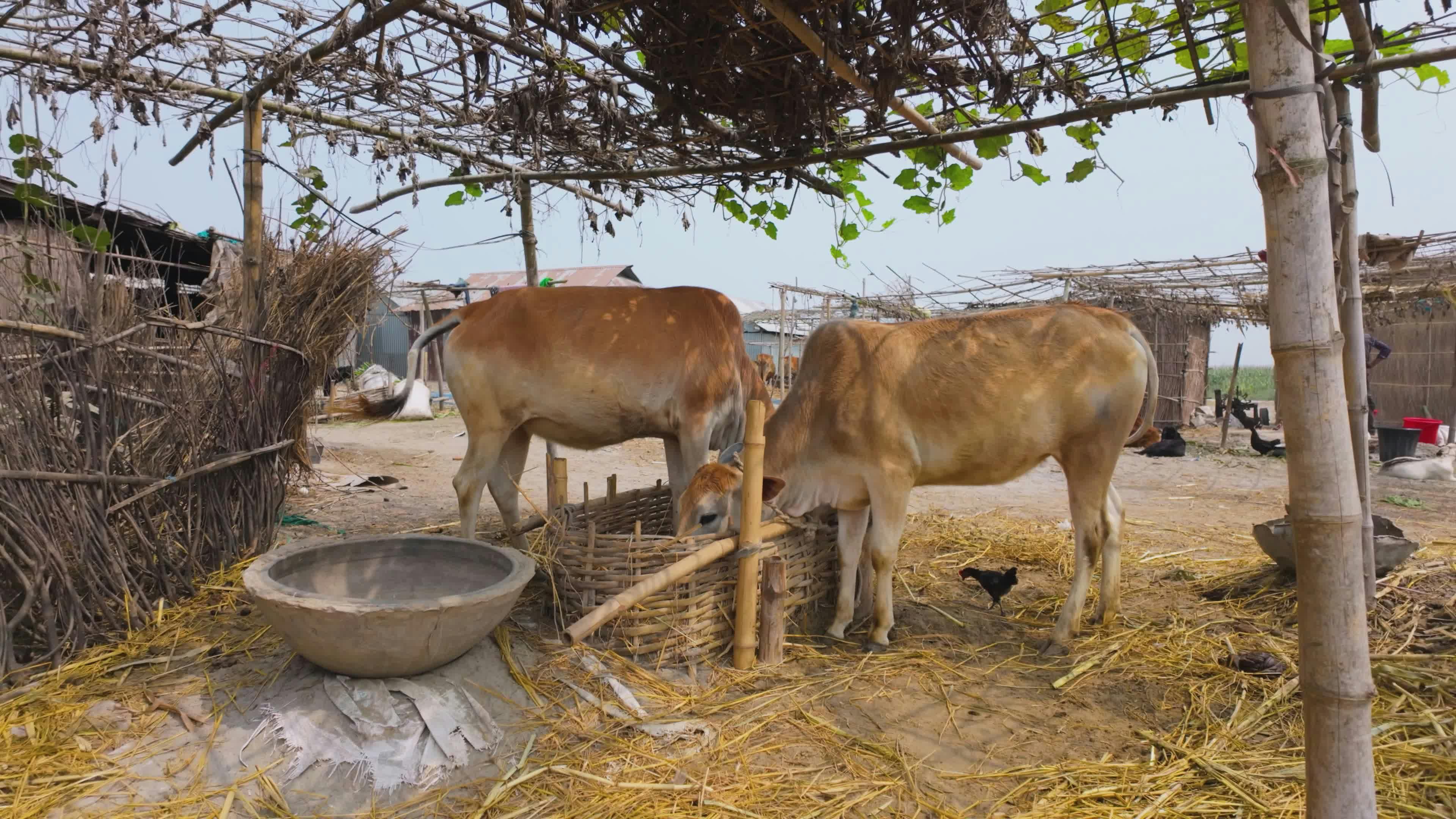 Rural Cattle Farming in Bangladesh Char Area Free Stock Video Footage ...