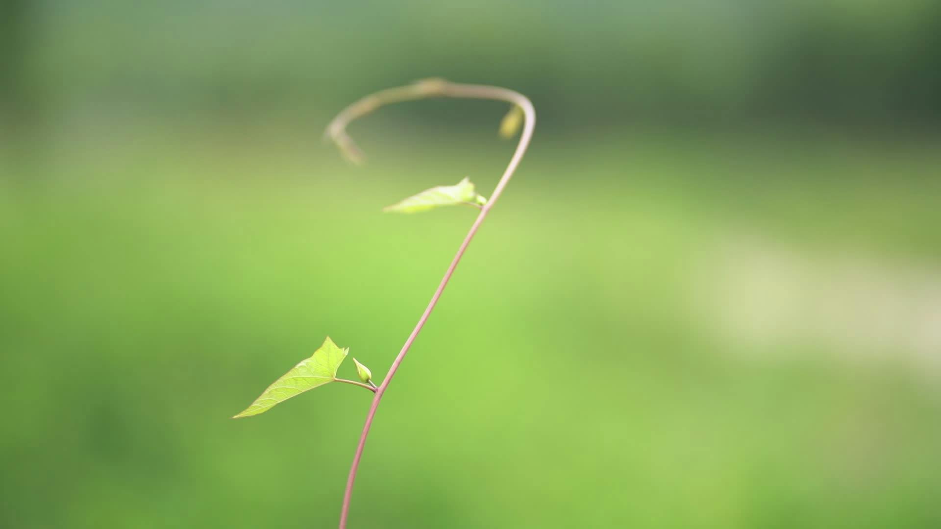 Backgrounds+Wallpapers Videos, Download The BEST Free 4k Stock Video ...