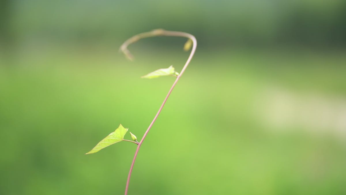 Pakistani+Full+Sax+Video Videos, Download The BEST Free 4k Stock Video ...