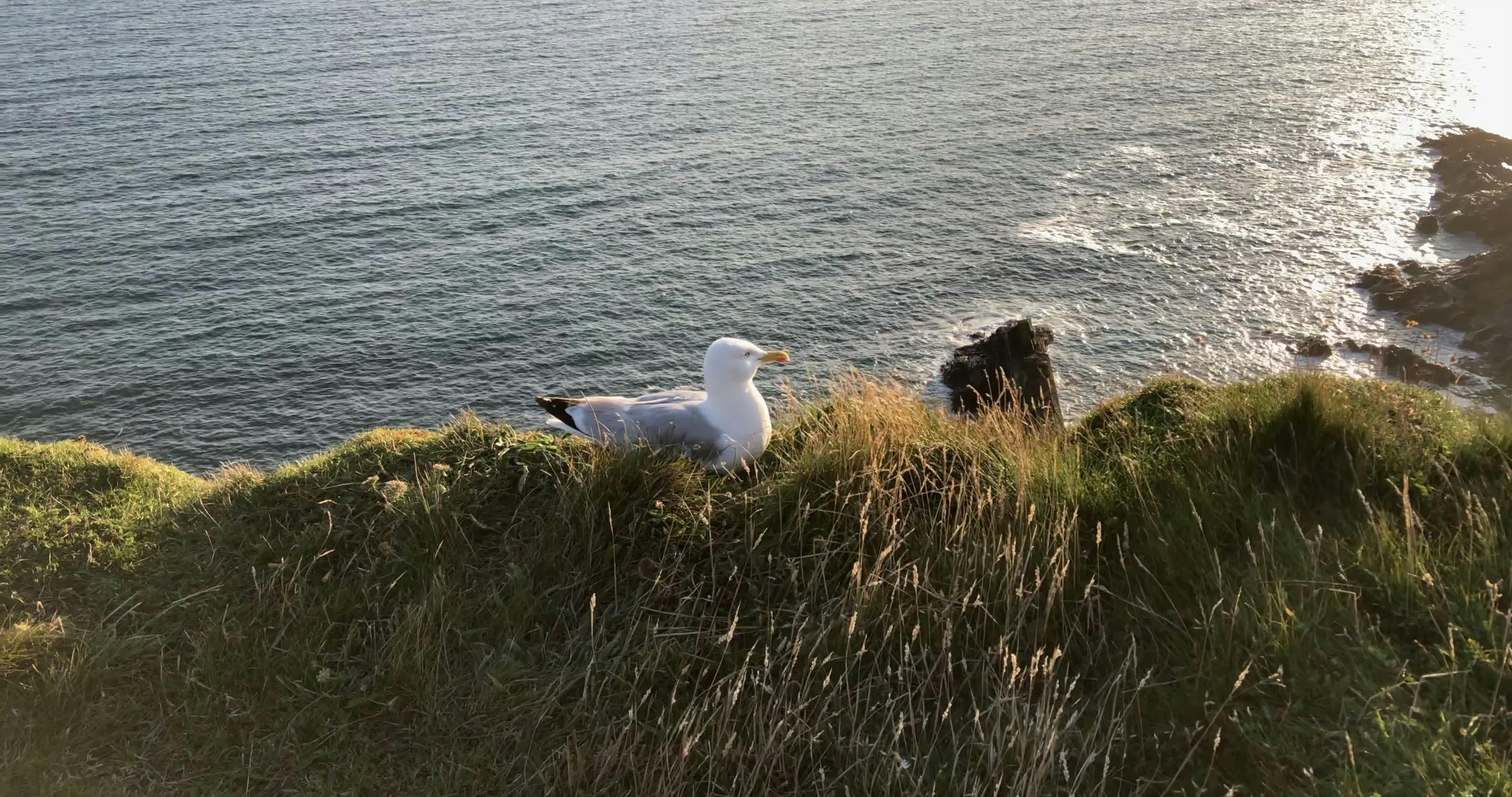 Seagull on Irish Clifftop Overlooking Ocean Free Stock Video Footage ...