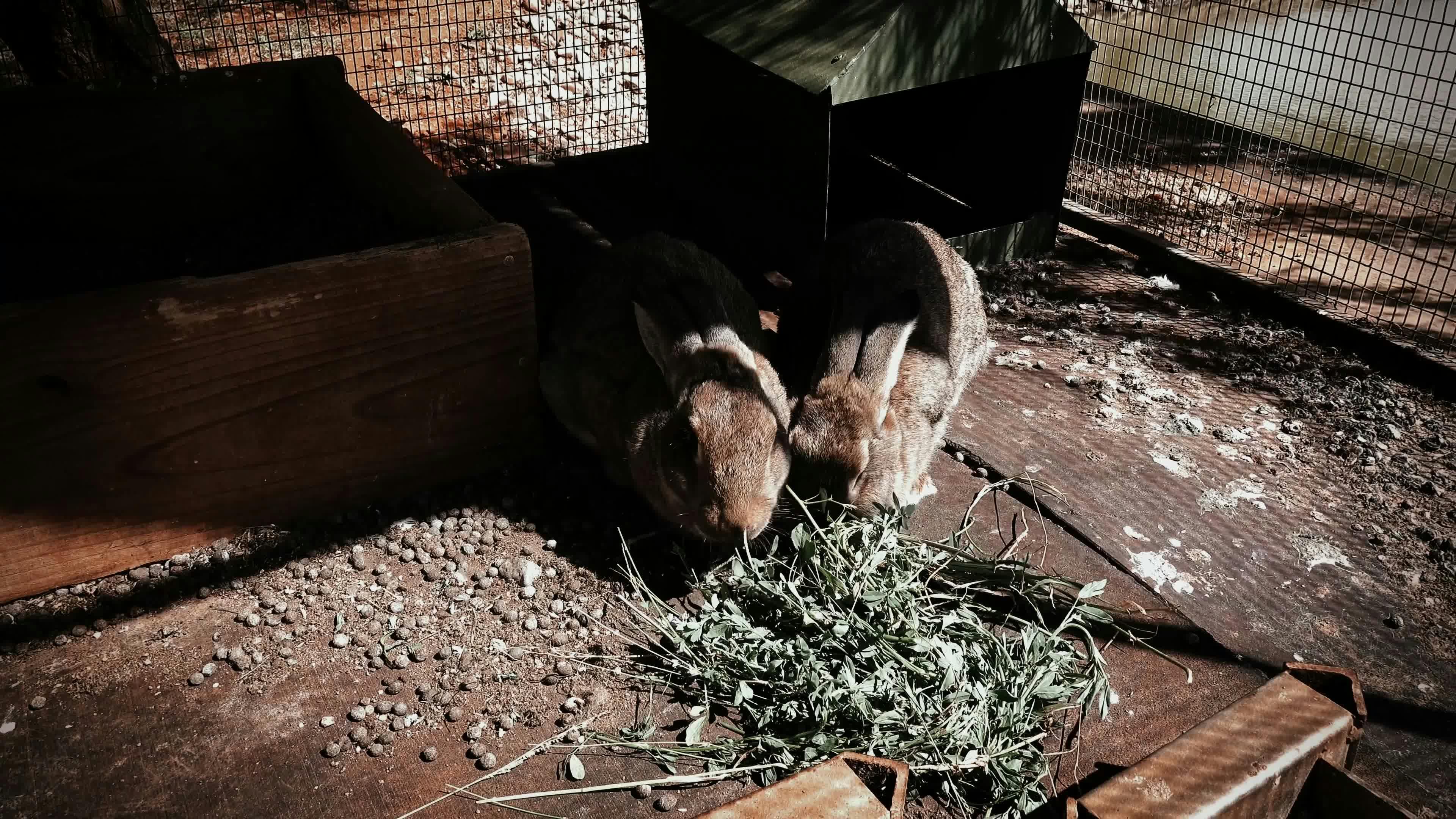 Two Rabbits Videos, Download The BEST Free 4k Stock Video Footage & Two ...