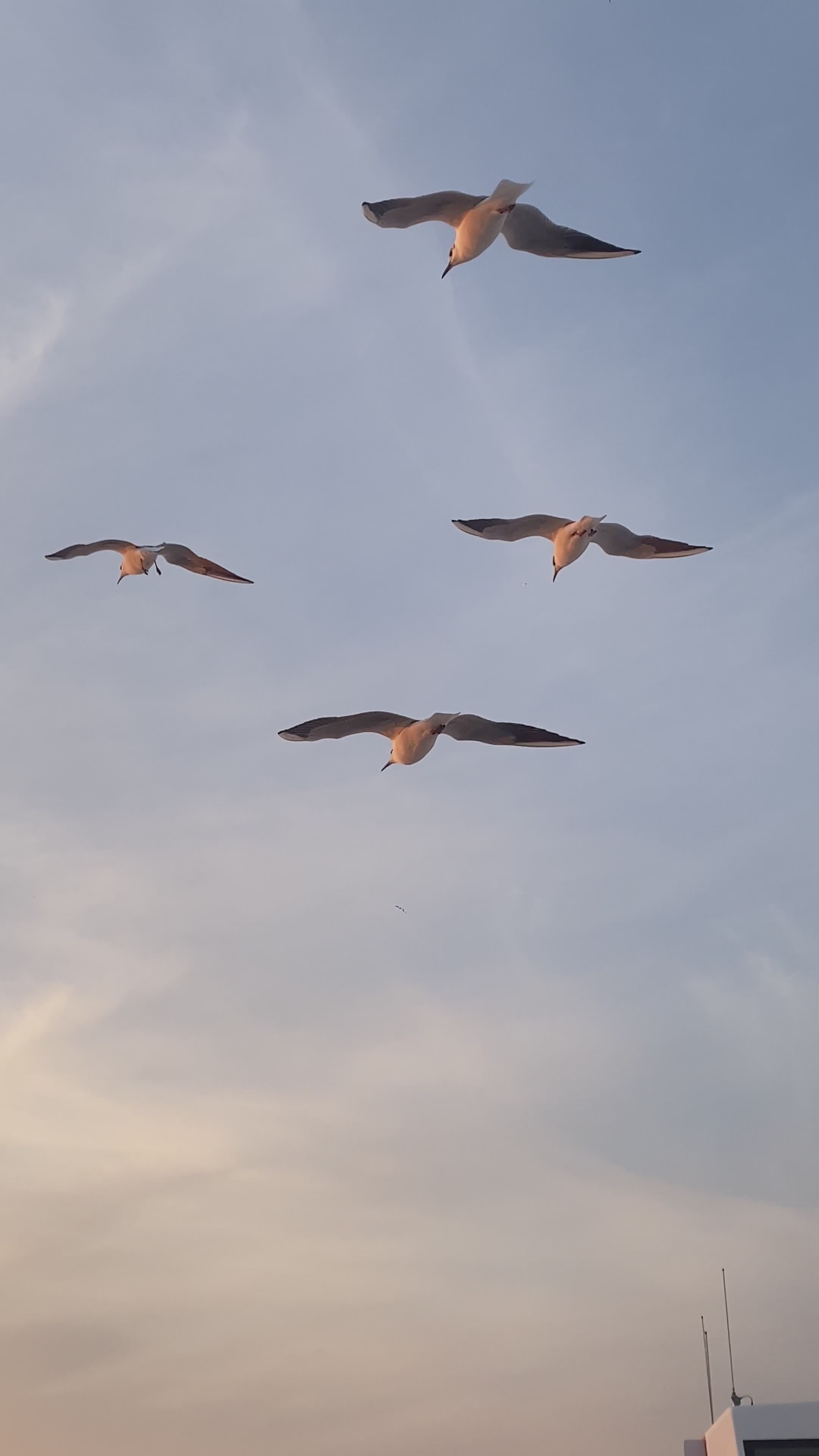 A Flock Of Seagull Flying In The Air Free Stock Video Footage, Royalty ...