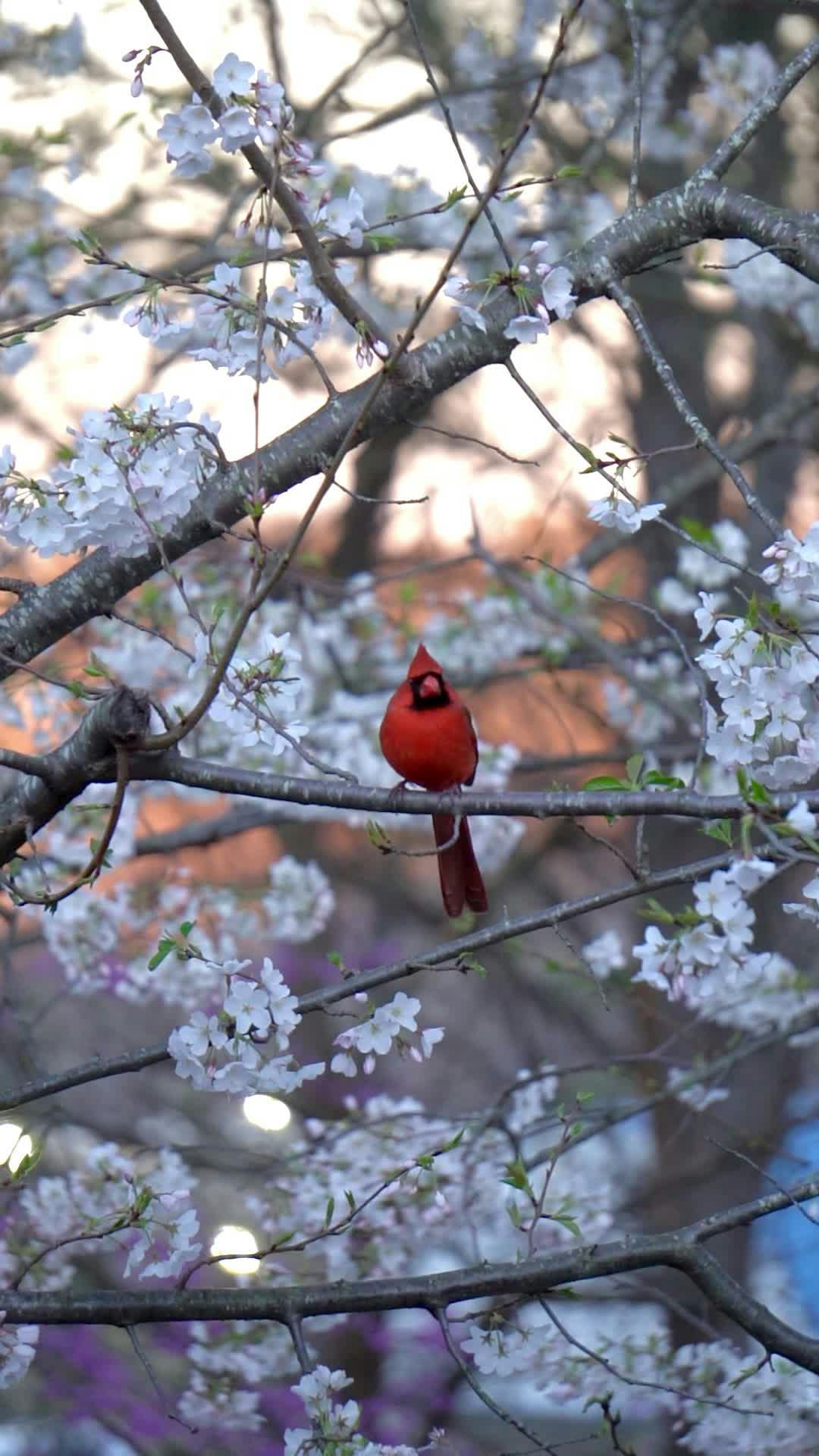 Northern Cardinal in Cherry Blossom Tree Free Stock Video Footage ...