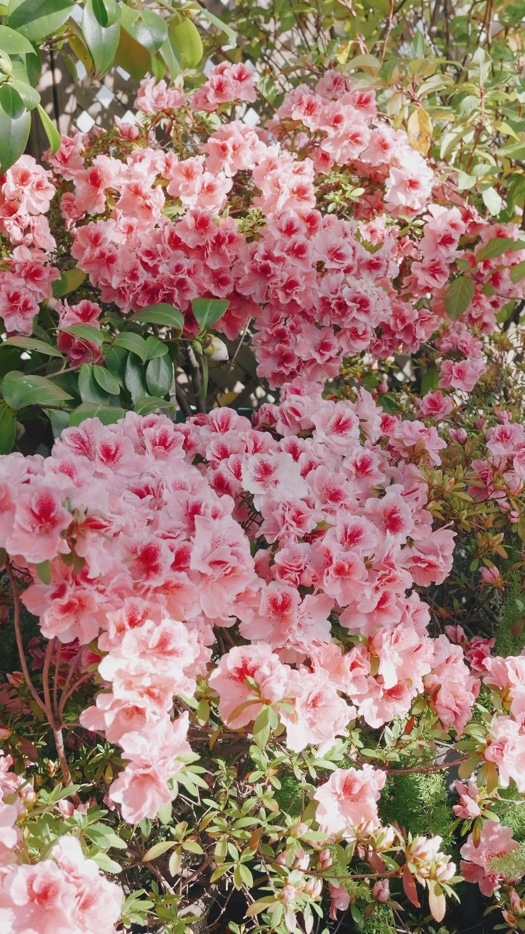 Lush Azaleas Blooming in Lincoln Park Conservatory Free Stock Video ...