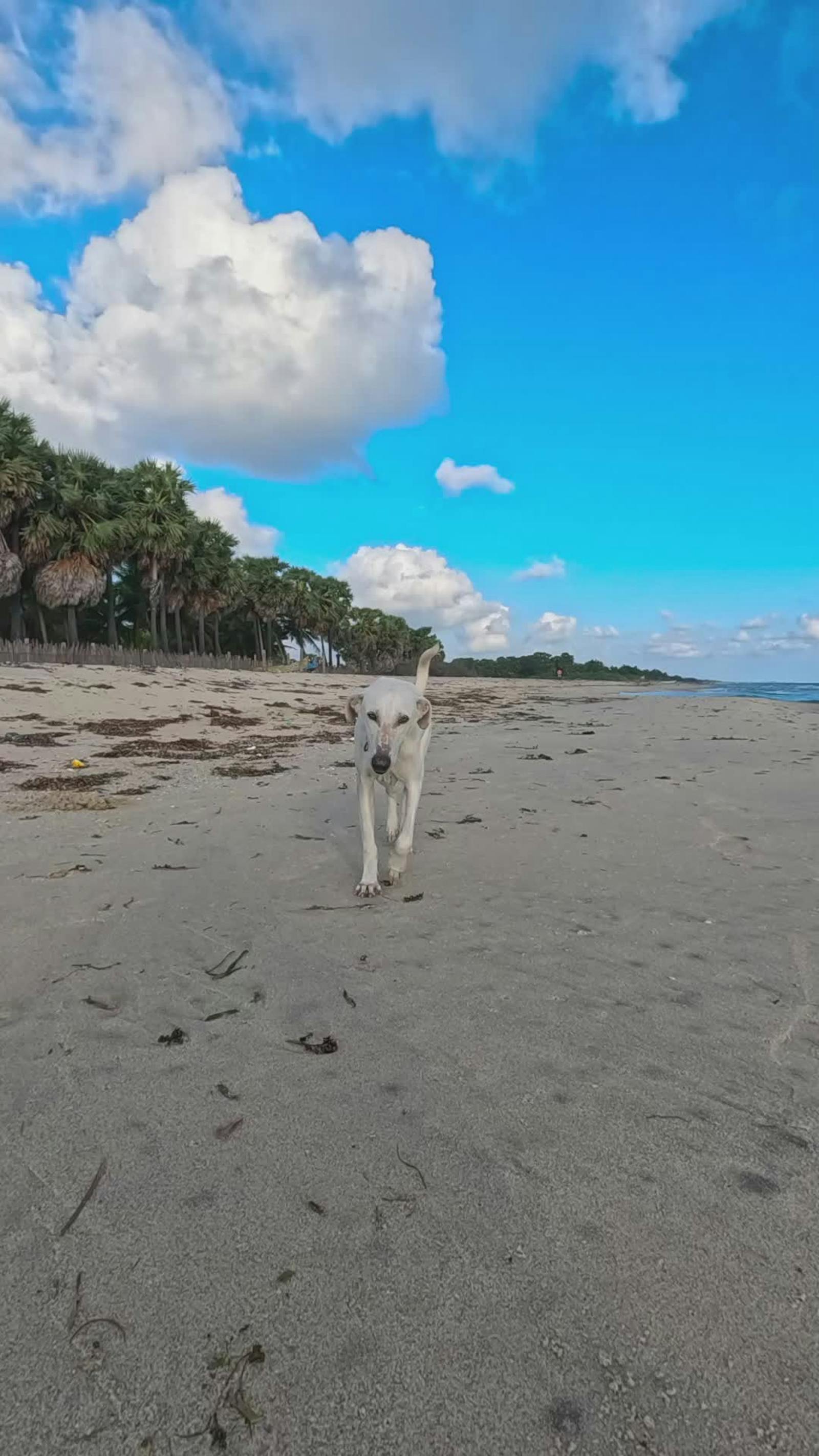 Girl+Taking+Dog+Knot Videos, Download The BEST Free 4k Stock Video ...