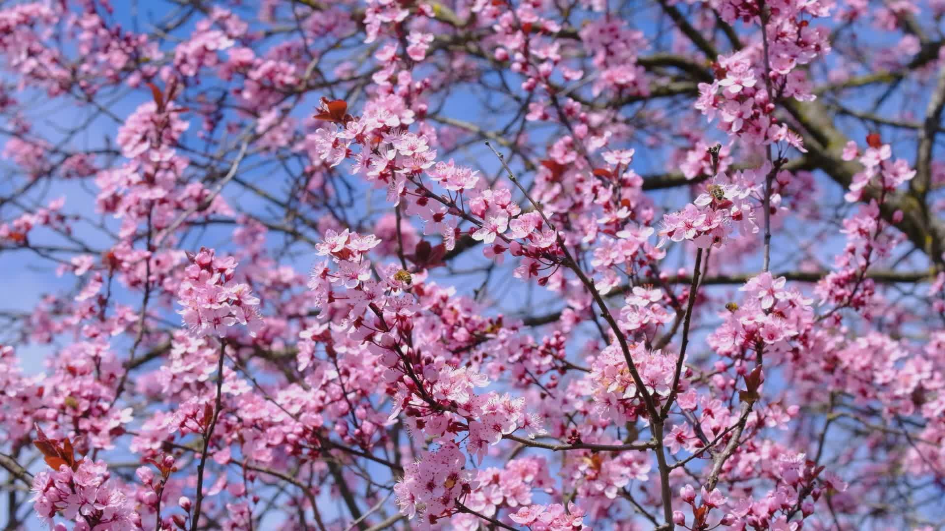 Blooming Cherry Blossoms In Spring Free Stock Video Footage, Royalty ...