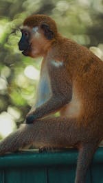 Monkey Rizz Videos, Download The BEST Free 4k Stock Video Footage ...