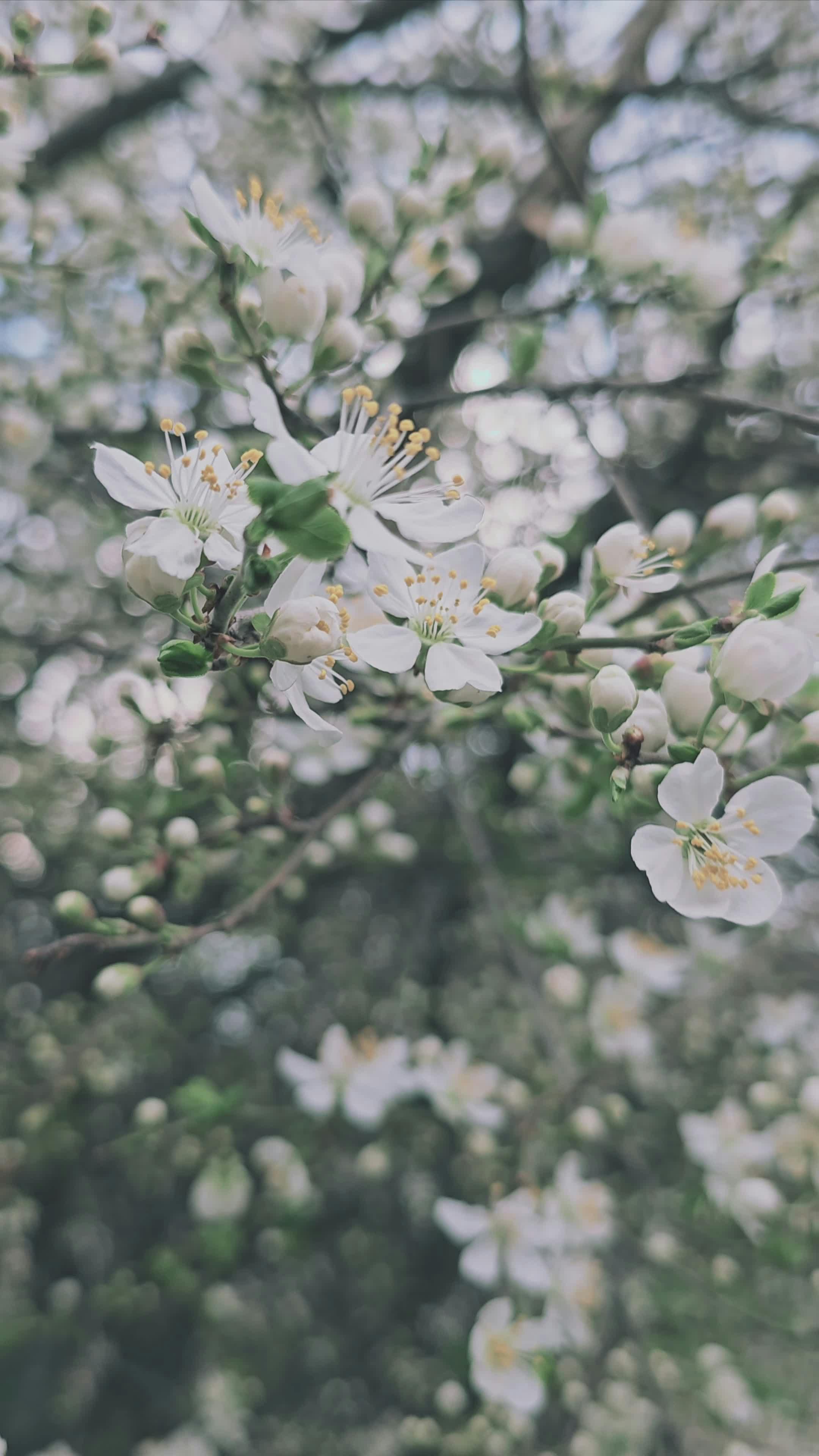 Bloom Terminals Videos, Download The BEST Free 4k Stock Video Footage ...