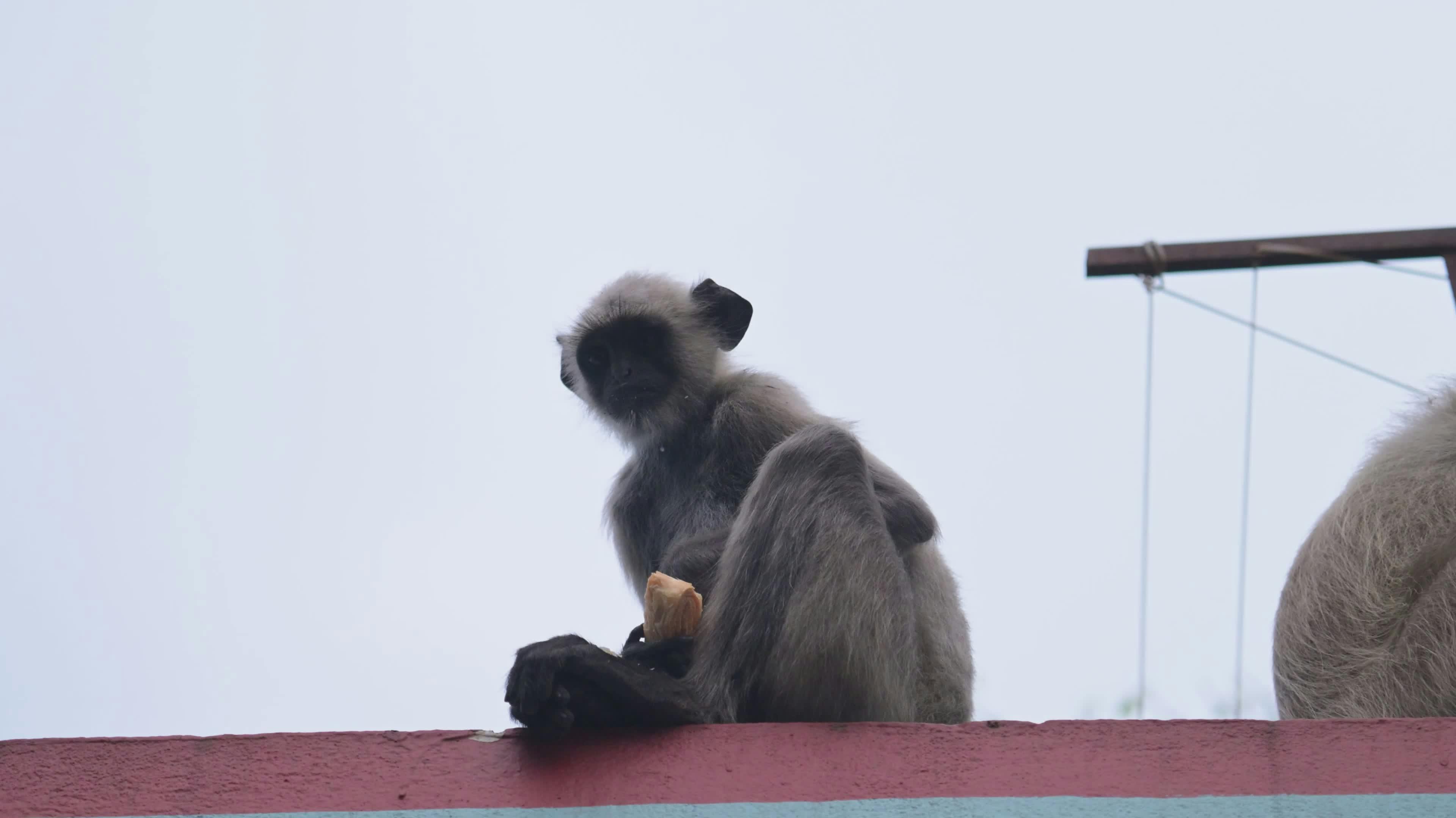 Monkey Rizz Videos, Download The BEST Free 4k Stock Video Footage ...