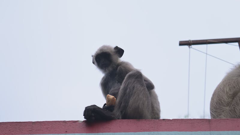 Monkey Rizz Videos, Download The BEST Free 4k Stock Video Footage ...